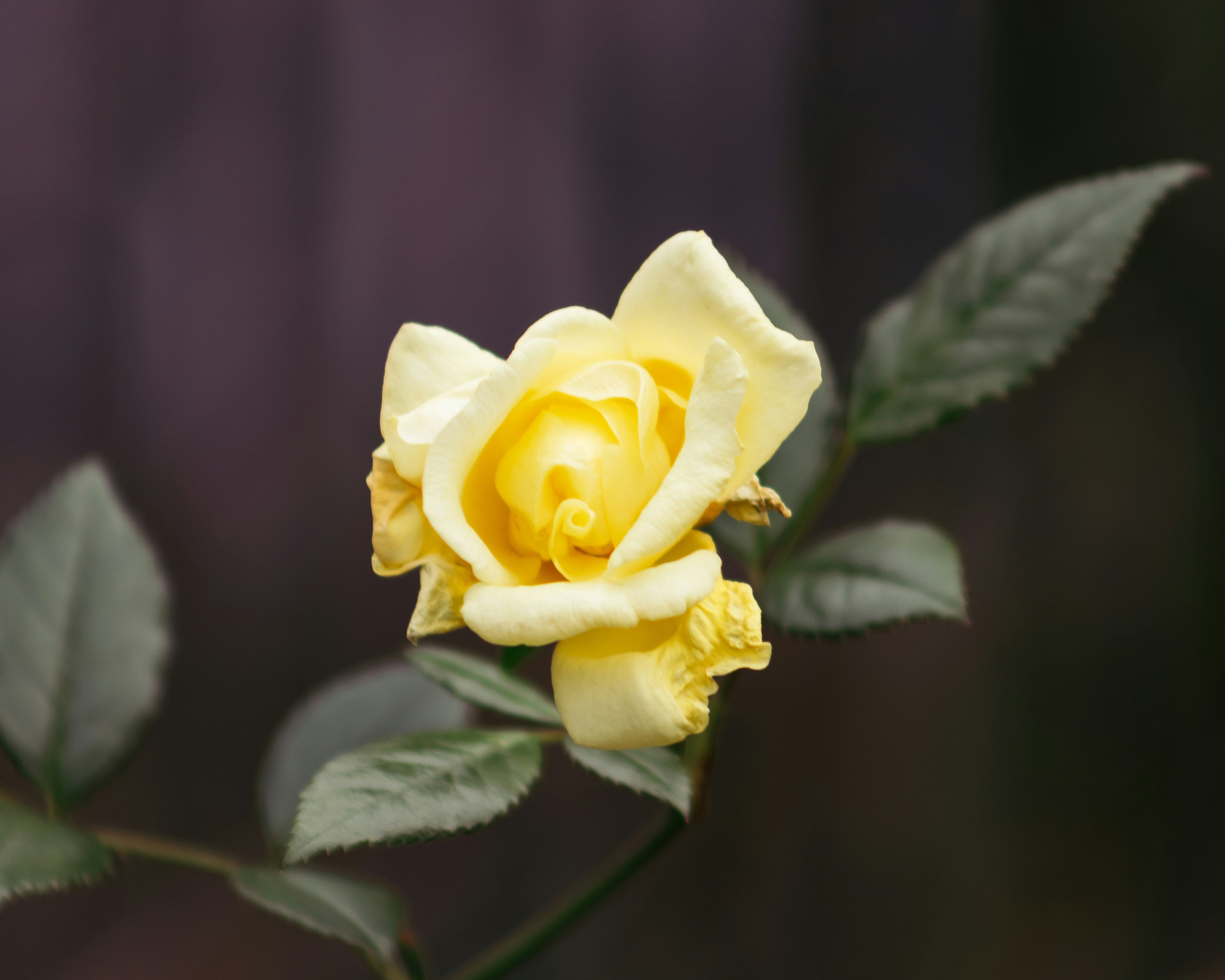A yellow rose with green leaves in the foreground photo – Free Usa ...