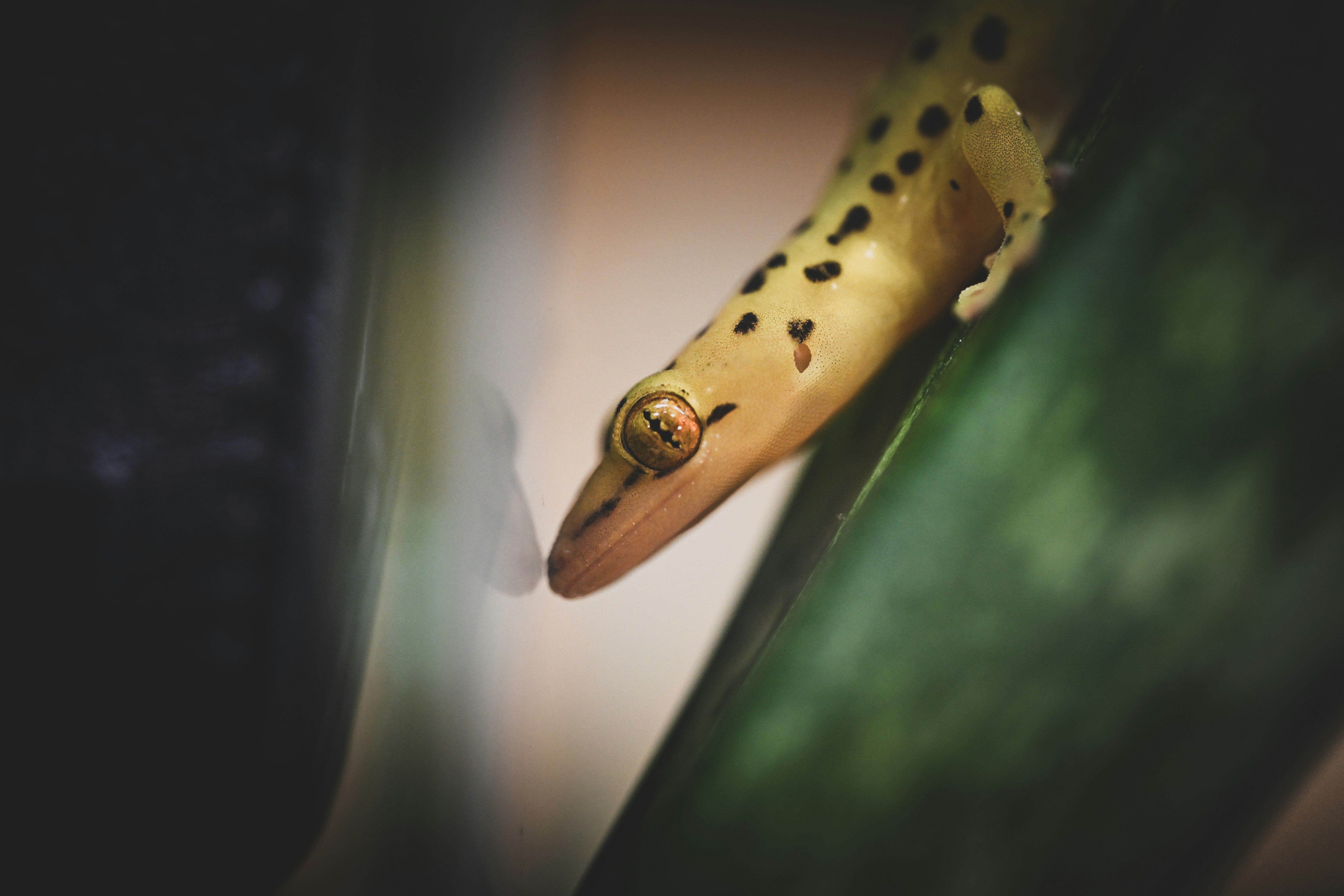 Photo by Andrey Strizhkov with Nikon Z8