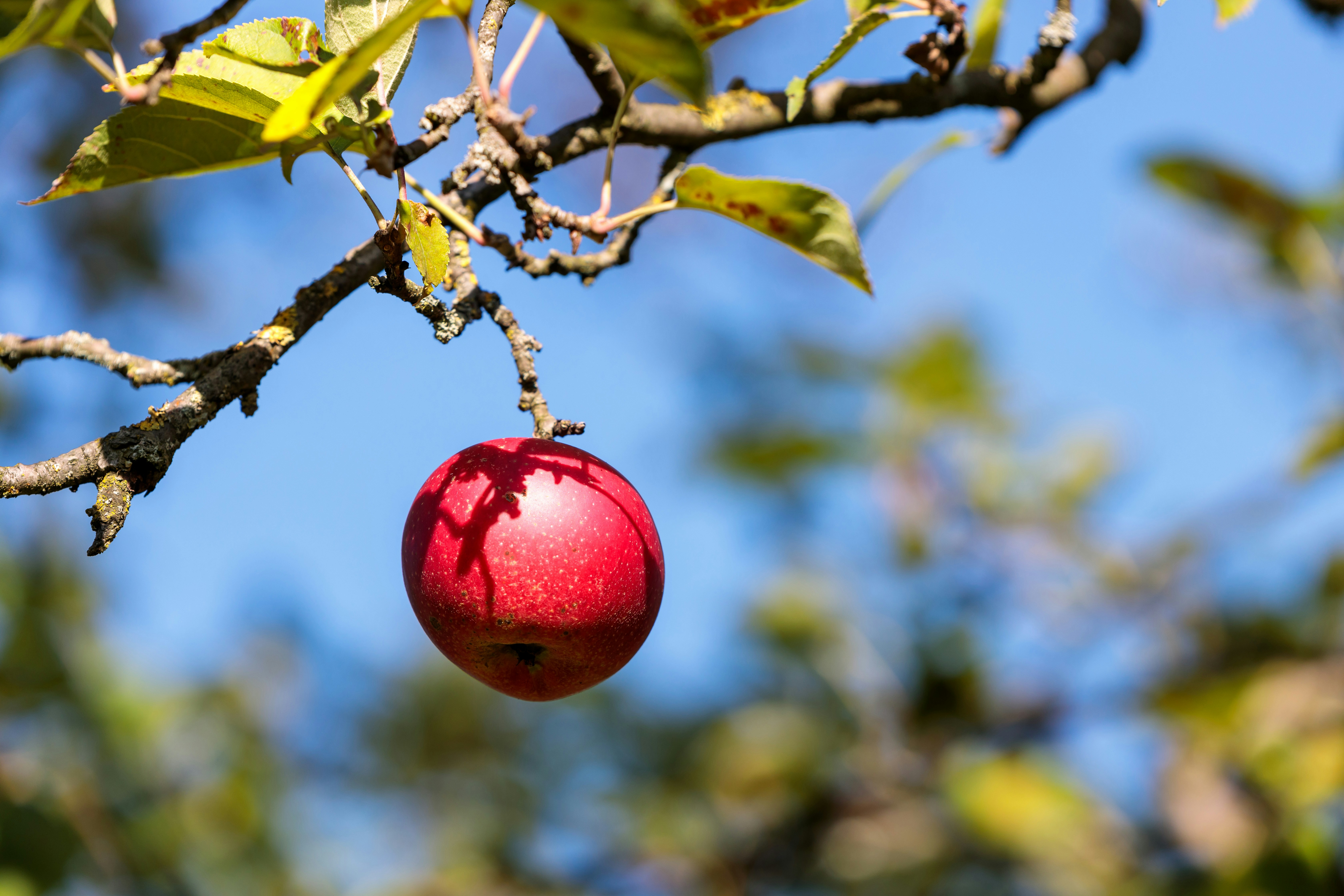 A red apple hanging from a tree branch photo – Free Autumn Image on ...