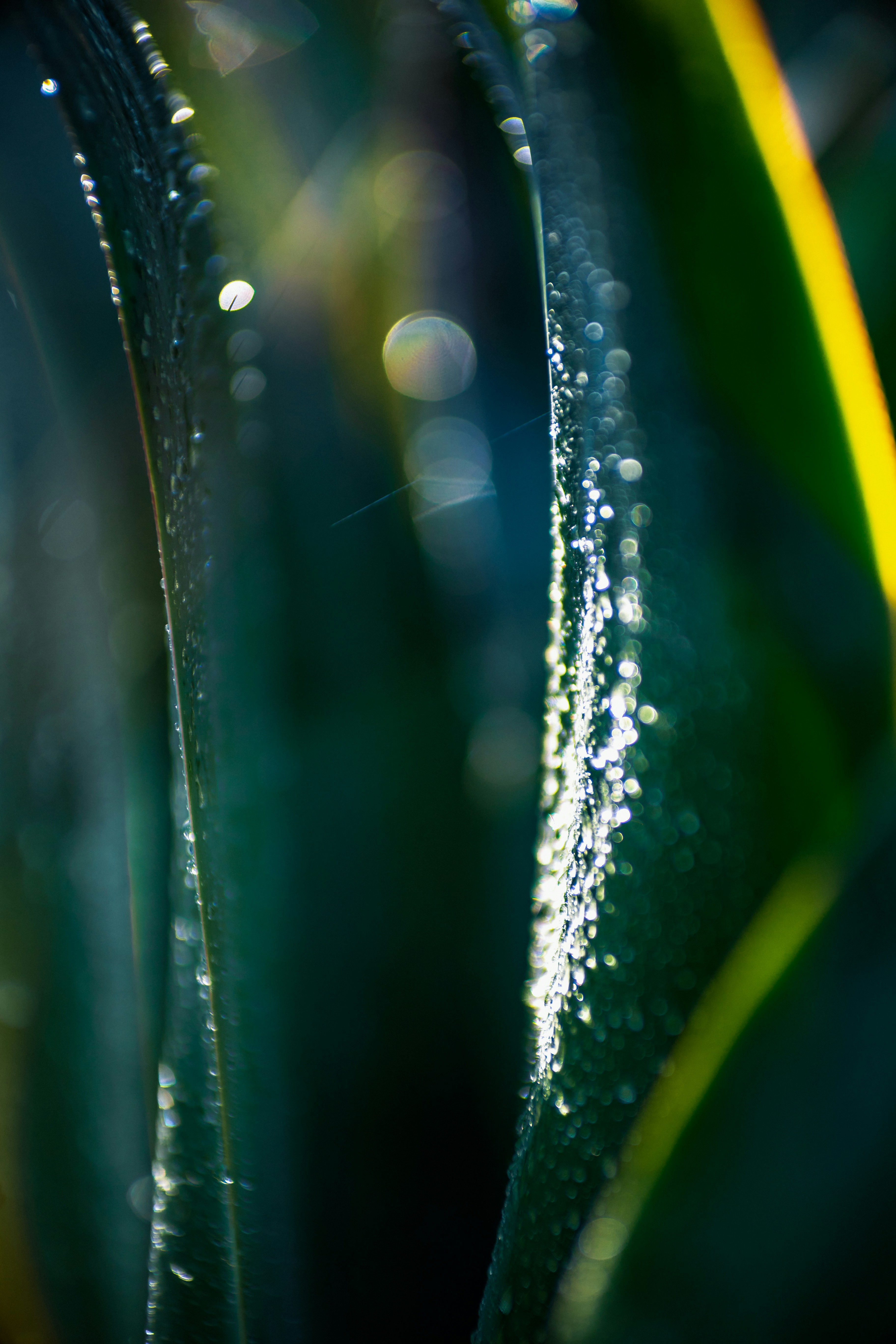 Glint on a Leaf Edge: Macro Portrait of Dew and Light