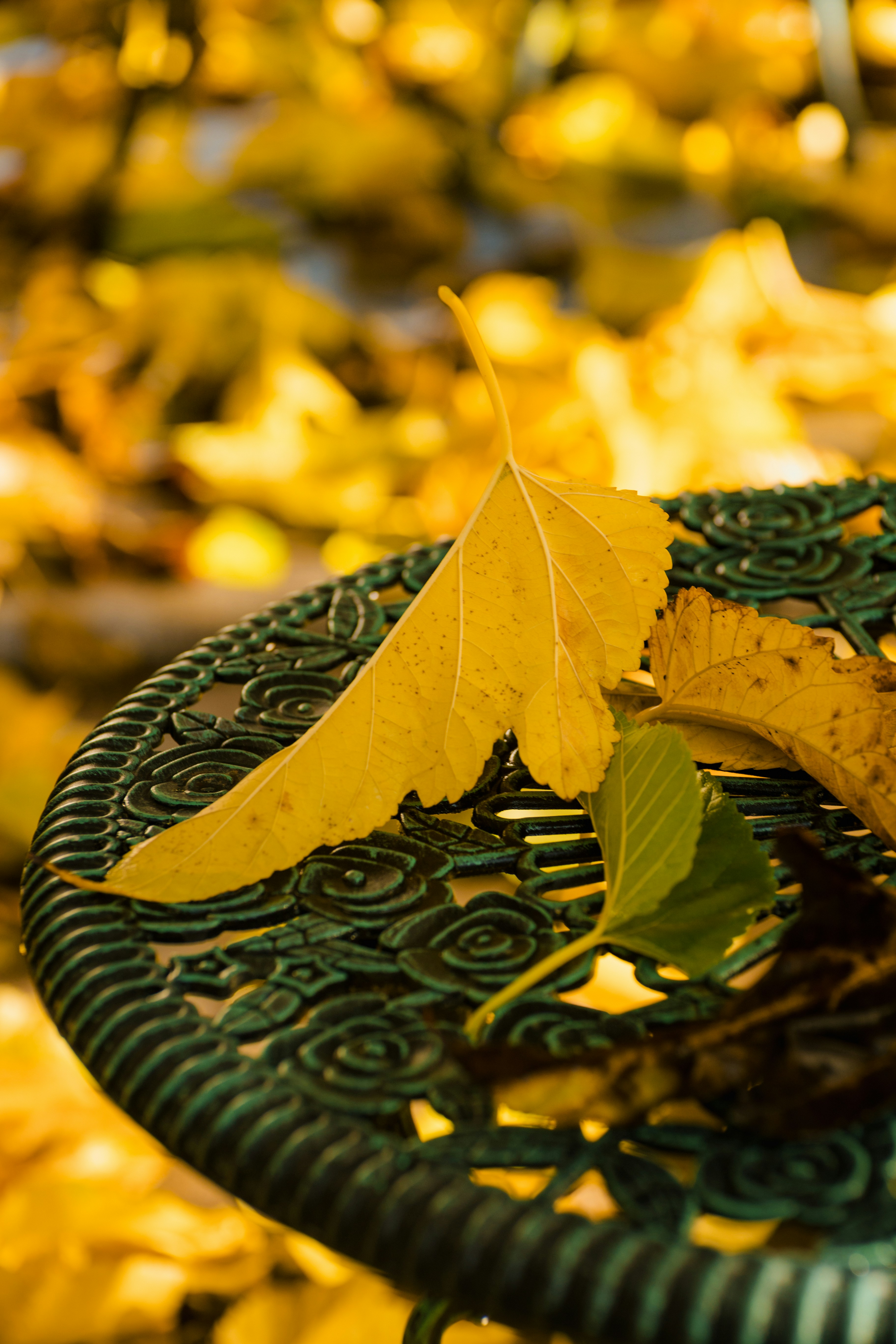 Lone Yellow Leaf on Green Filigree: Autumn's Quiet Moment on Metal Lace
