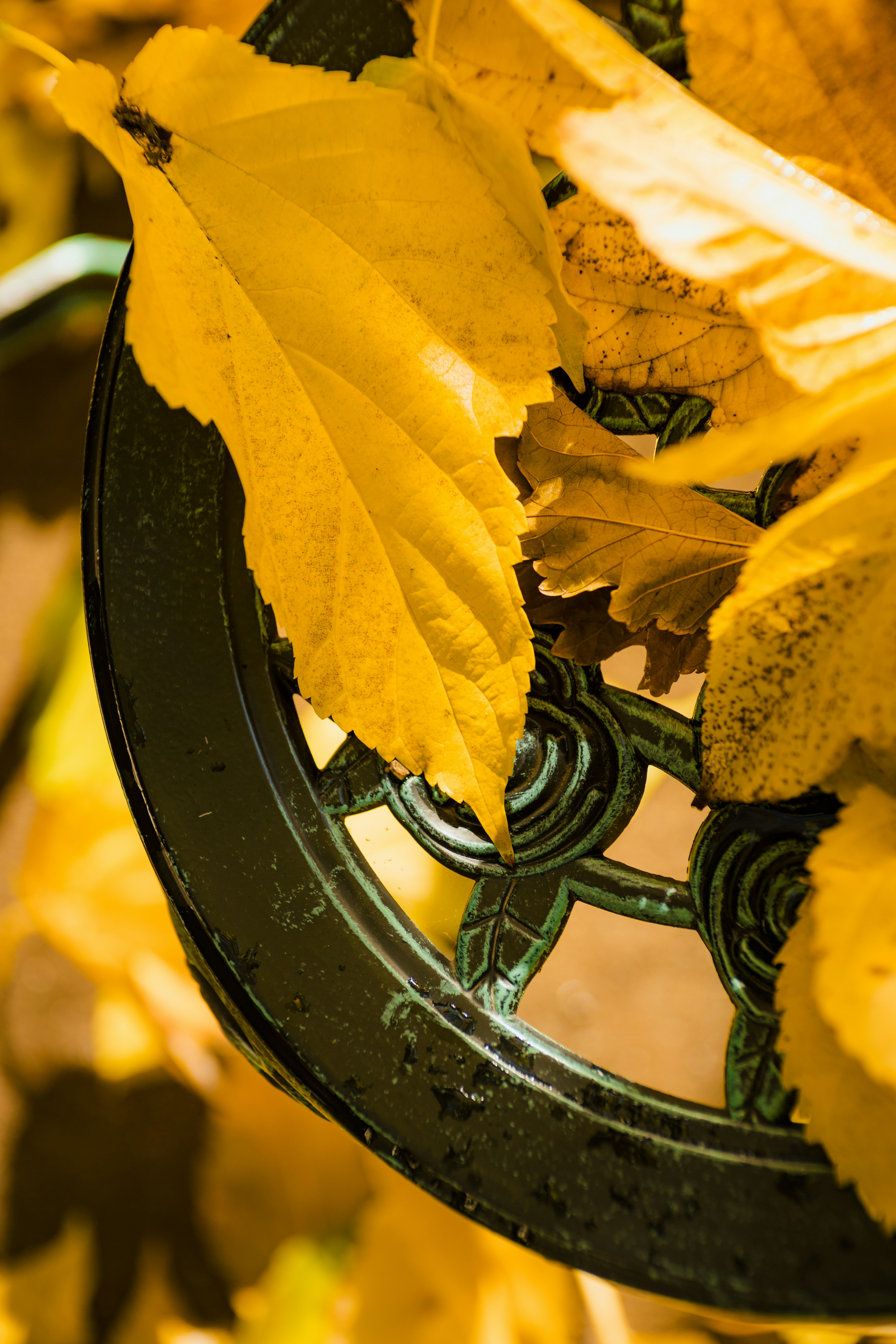 a close up of a leaf on a table