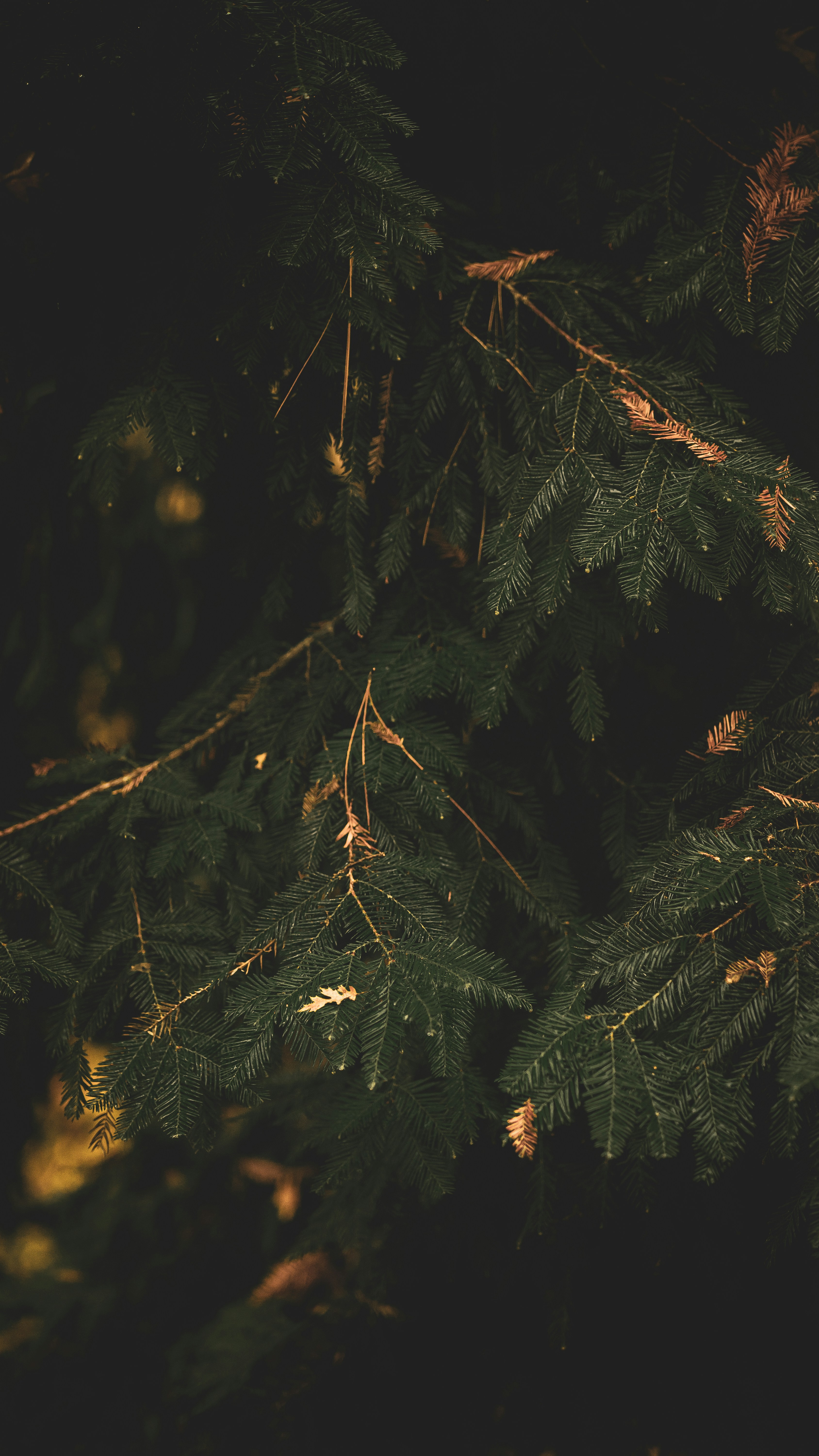Amber-tipped Pine Needles in a Shadowed Canopy
