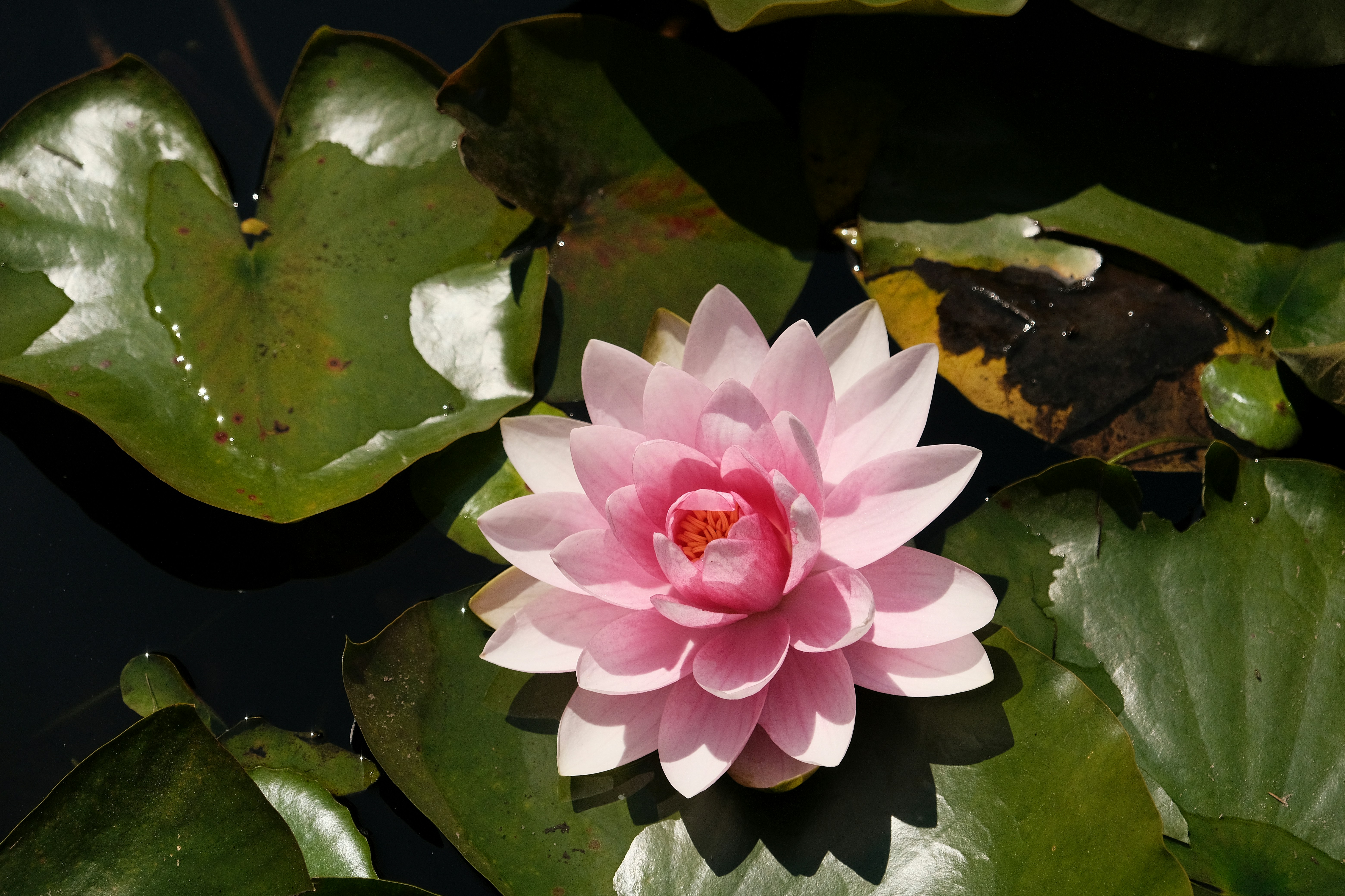 Serenity in Bloom: The Lotus Unveiled