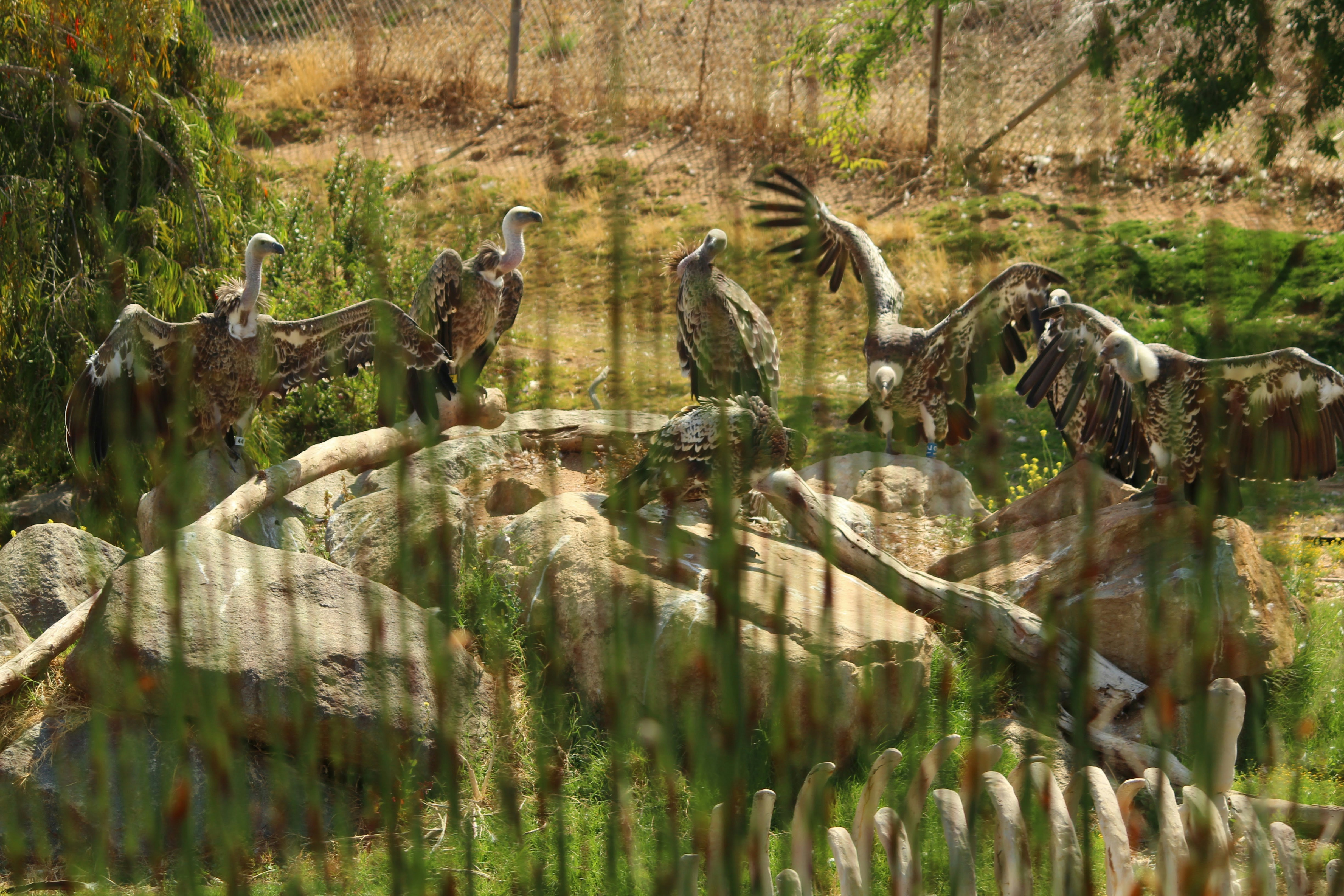 Quiet Assembly on a Sunlit Log: Pelicans at the Pond