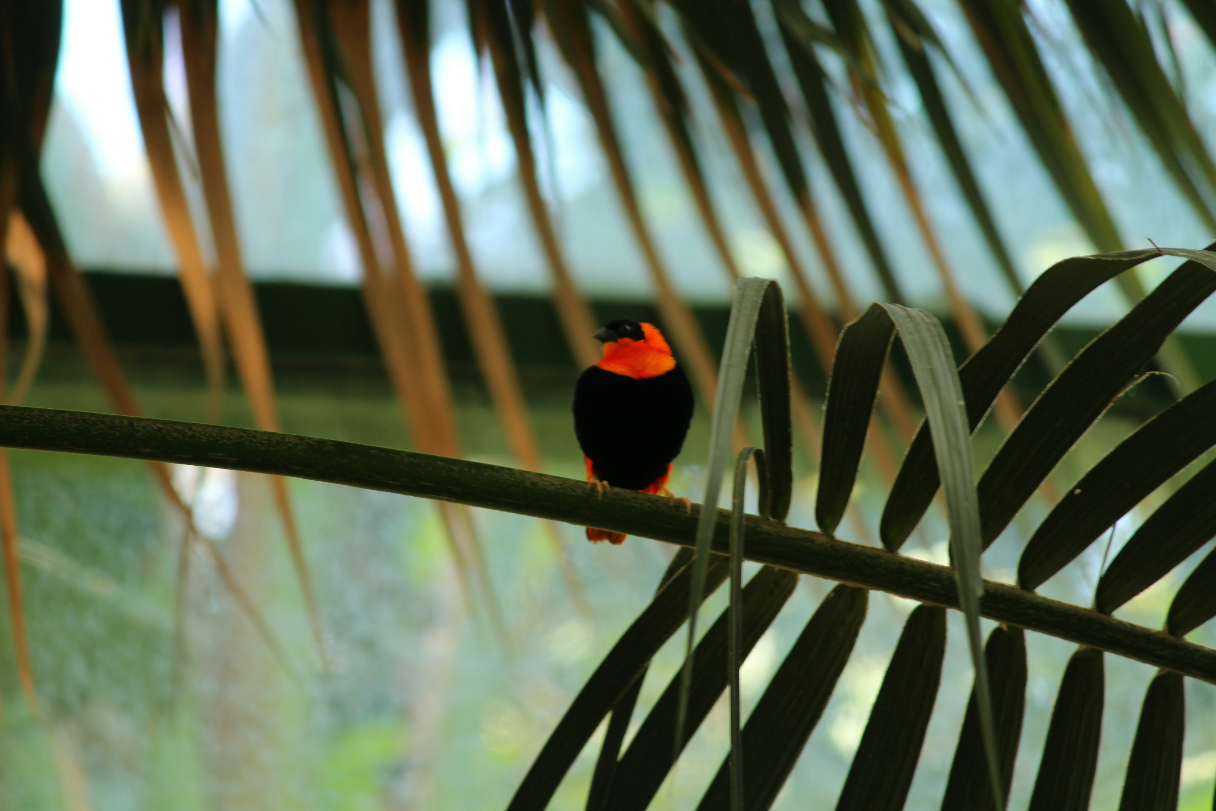 Crimson-chested Sunbird Perched on a Tropical Palm Frond