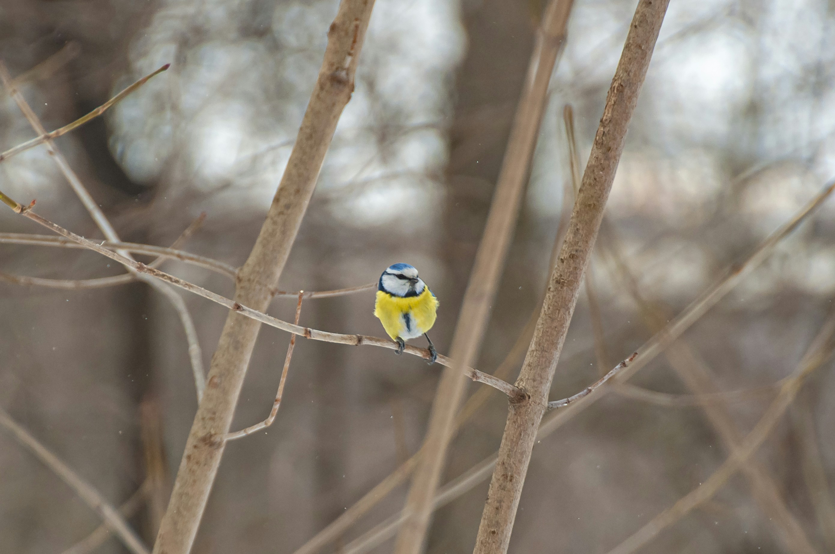 A small yellow and blue bird sitting on a tree branch photo – Free ...