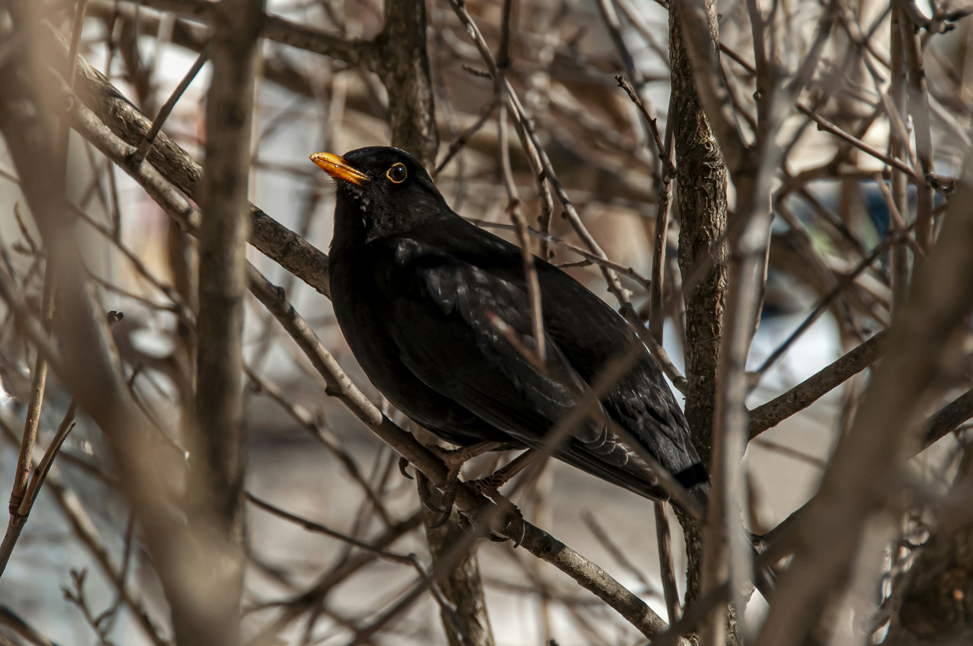 A common blackbird sits on a branch in the bush