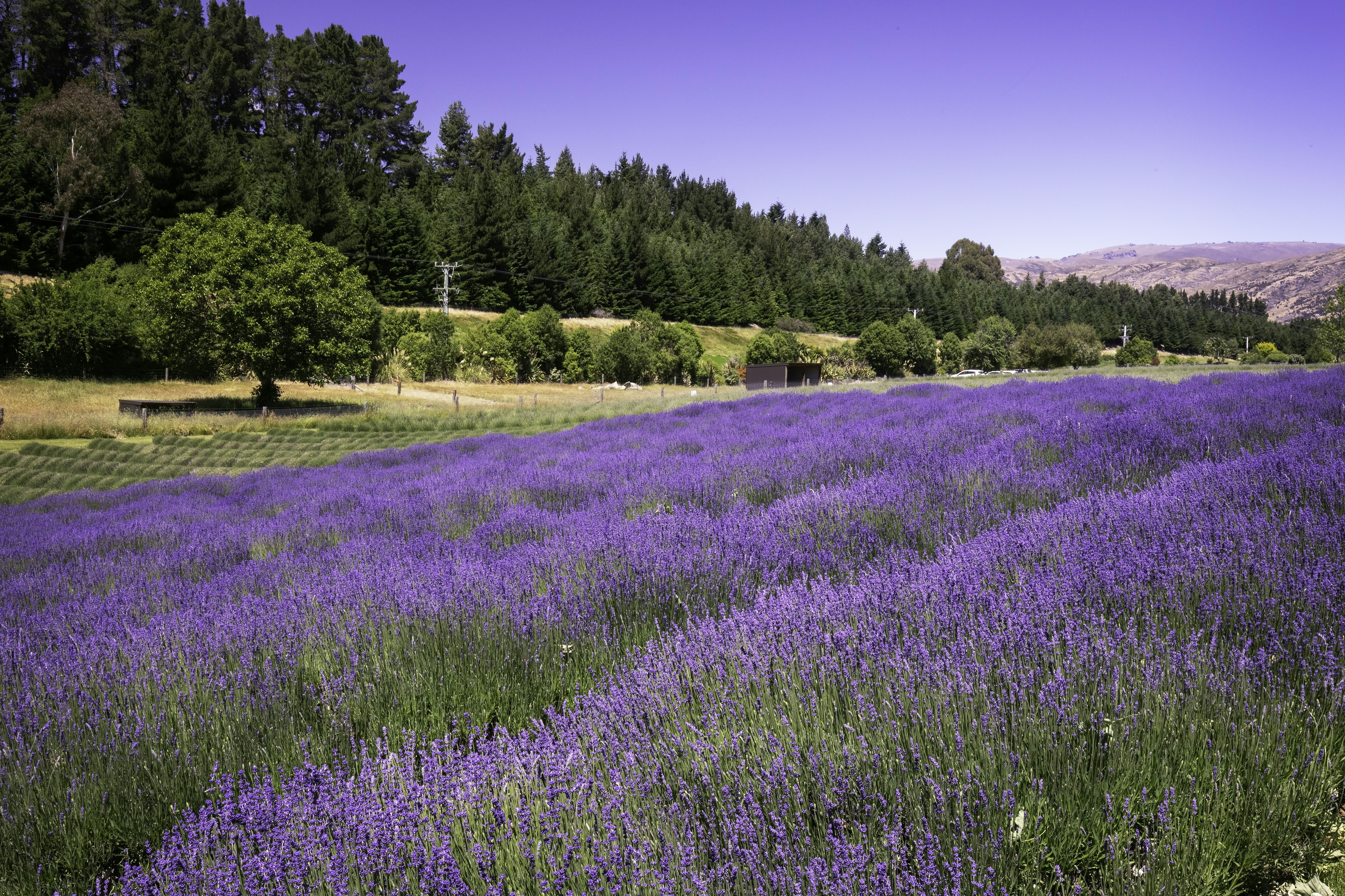 Lavender Sea under a Clear Ridge Sky