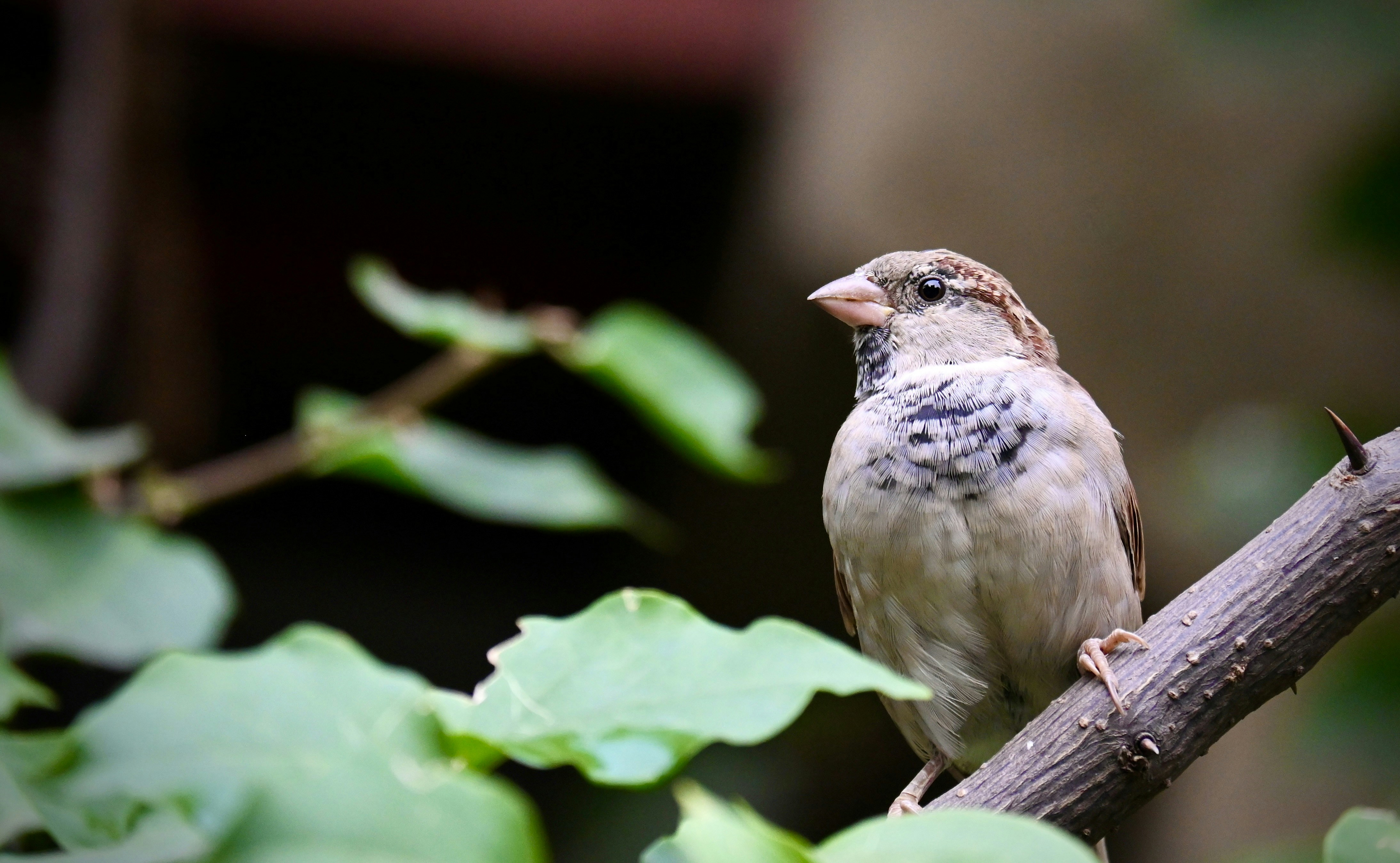Sparrow sitting on a branch