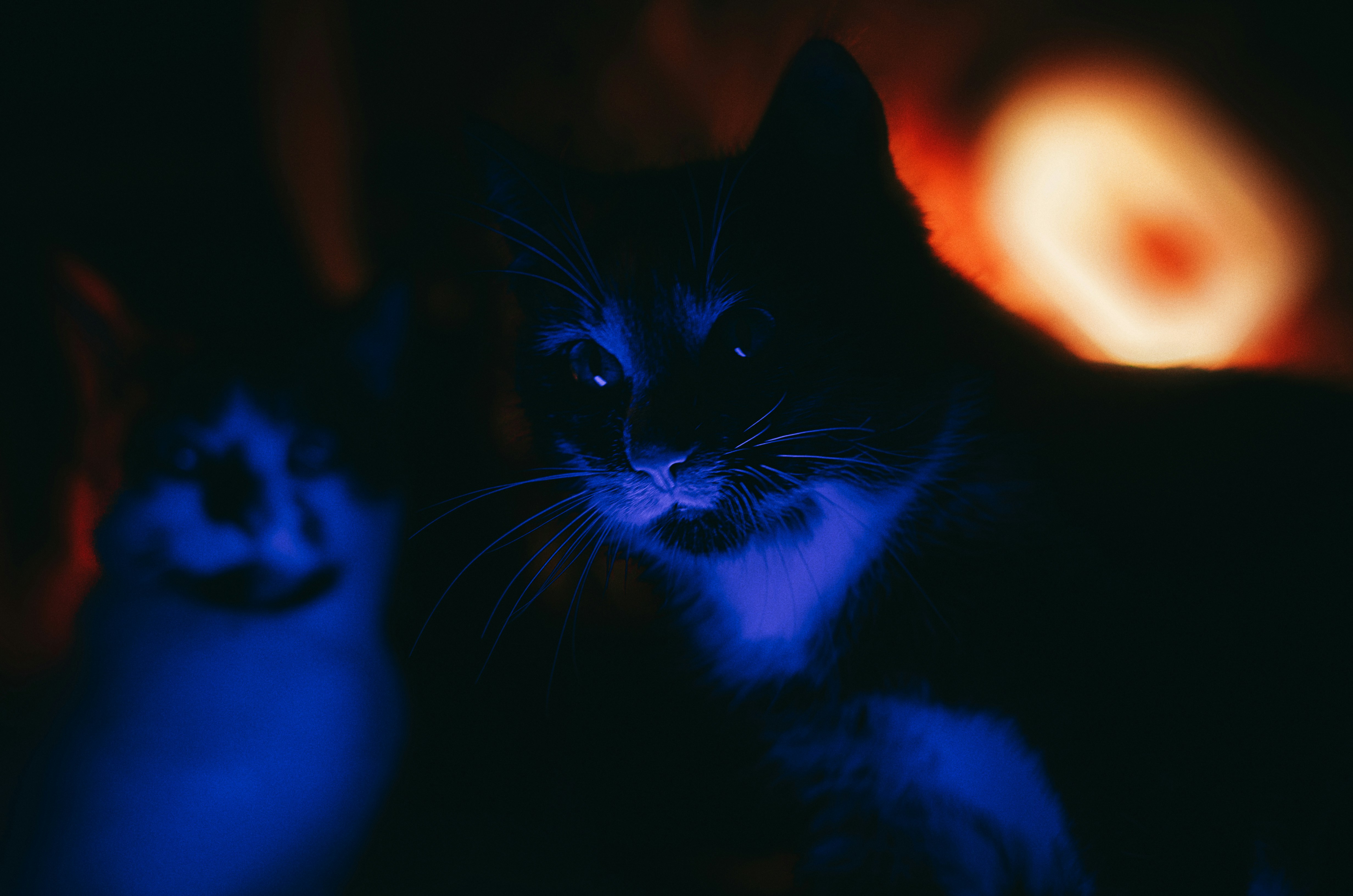 Neon Night Purr: Blue-Glow Cat in a Shadowed Room