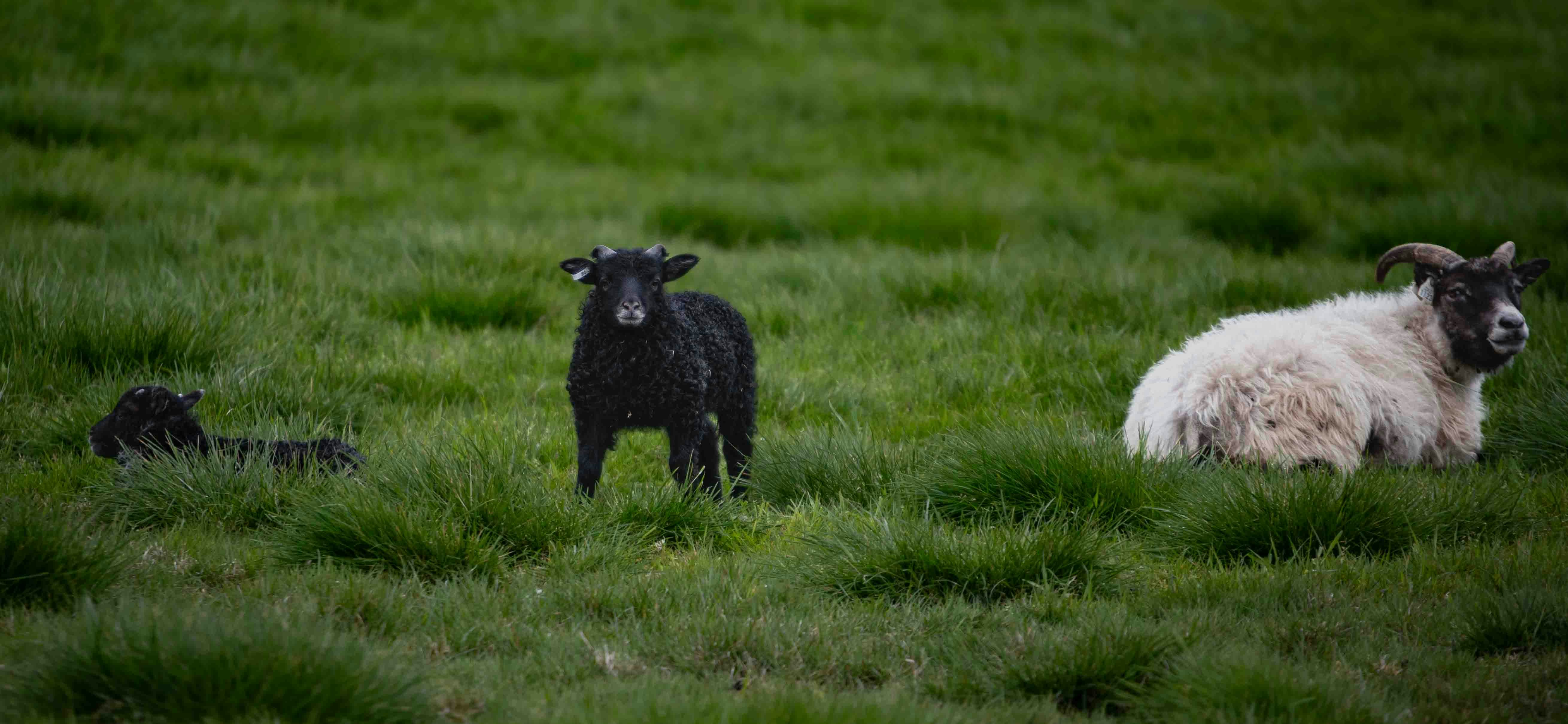 The Black Lamb Among Quiet Green Waves