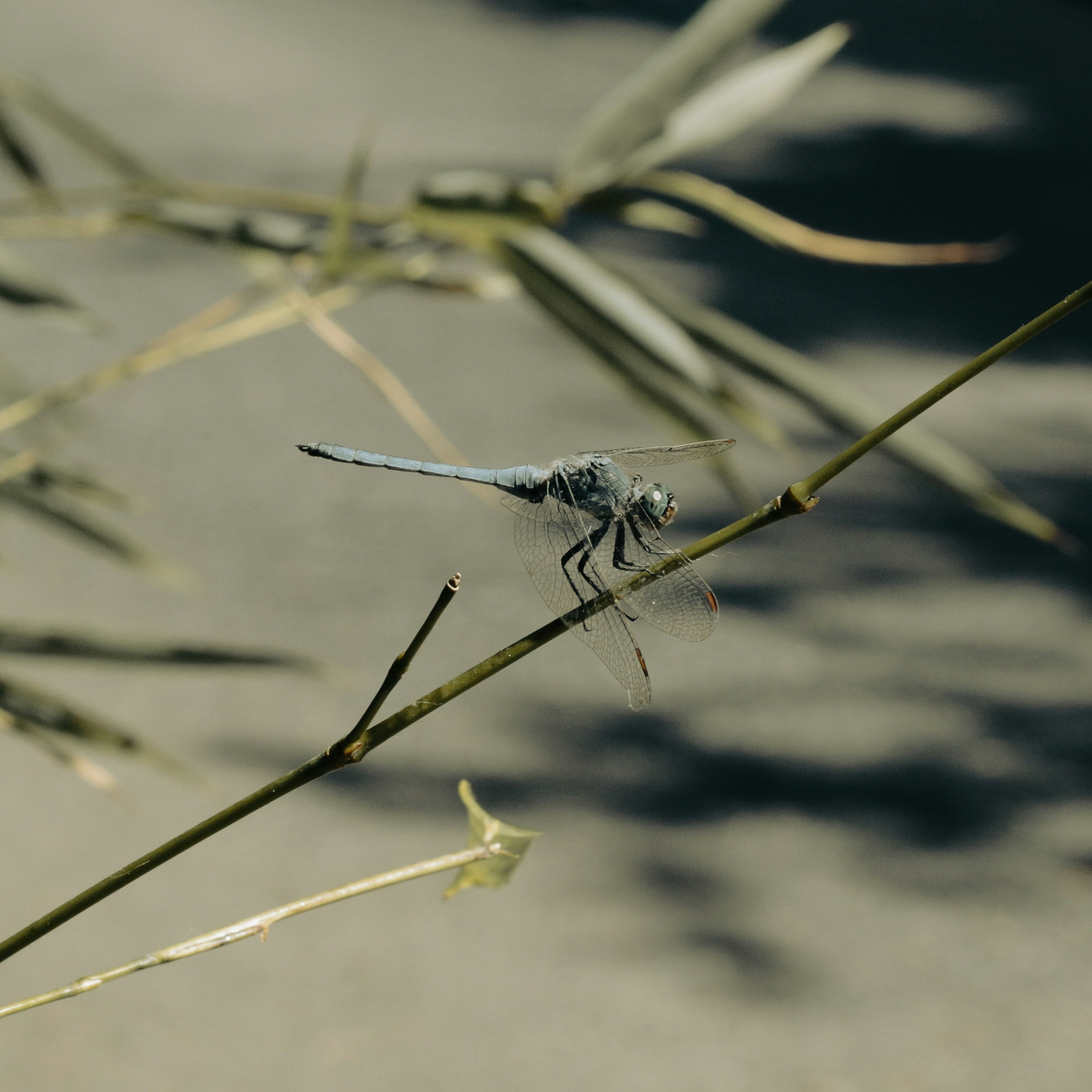 a blue dragonfly sitting on top of a green plant