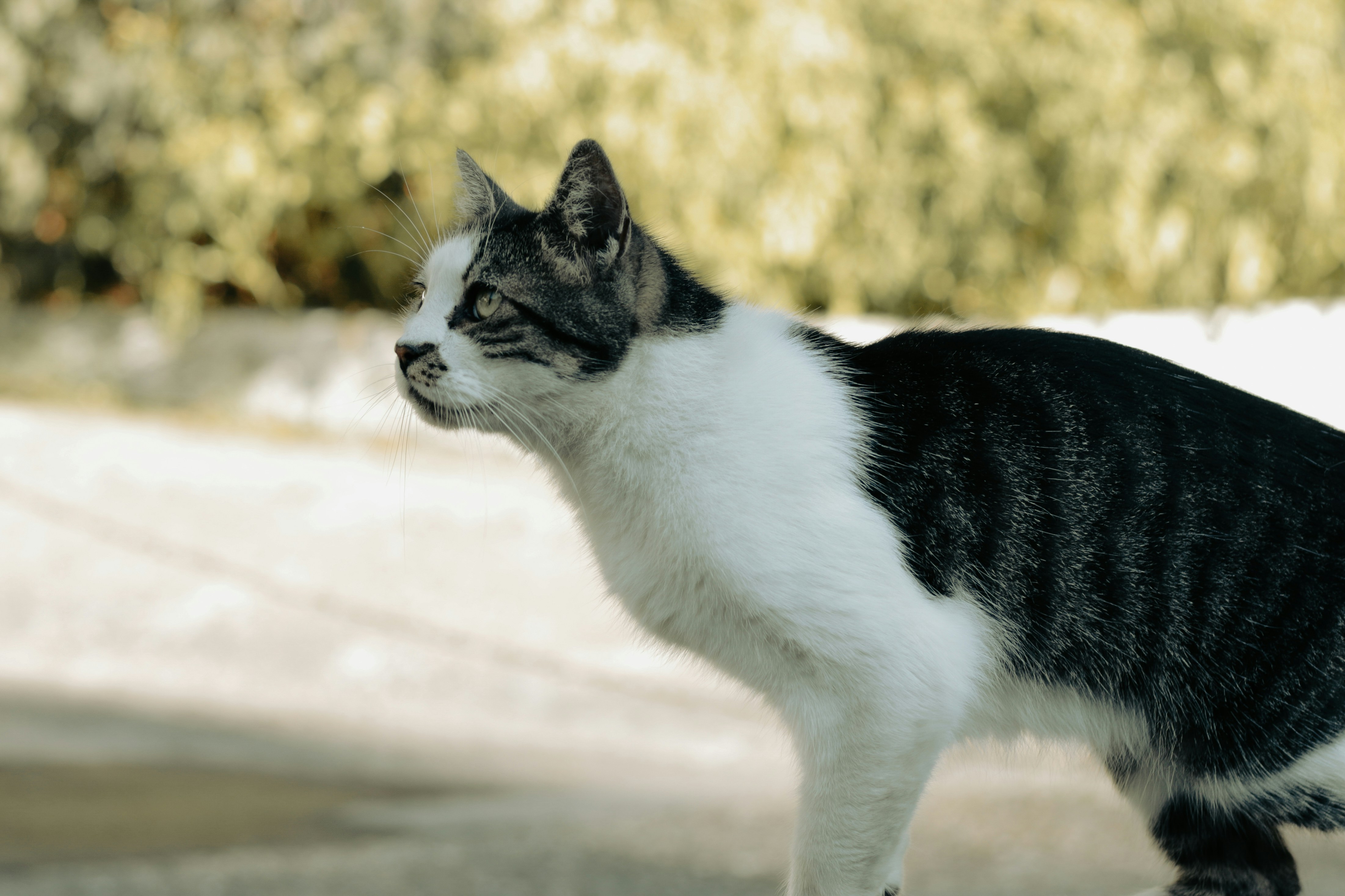 Photo by Roman Petrov with Canon EOS 7D Mark II