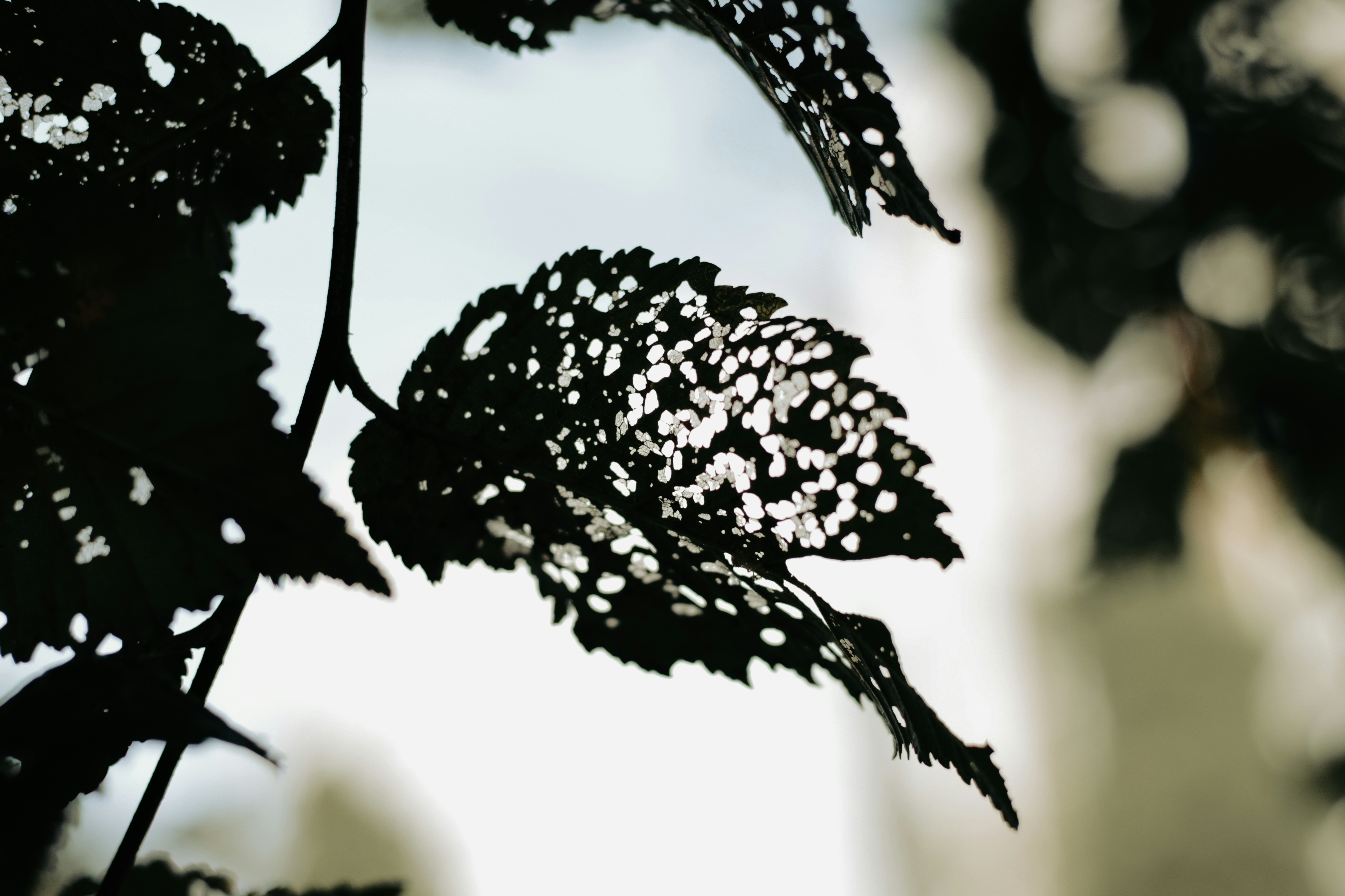 Photo by Roman Petrov with Canon EOS 7D Mark II