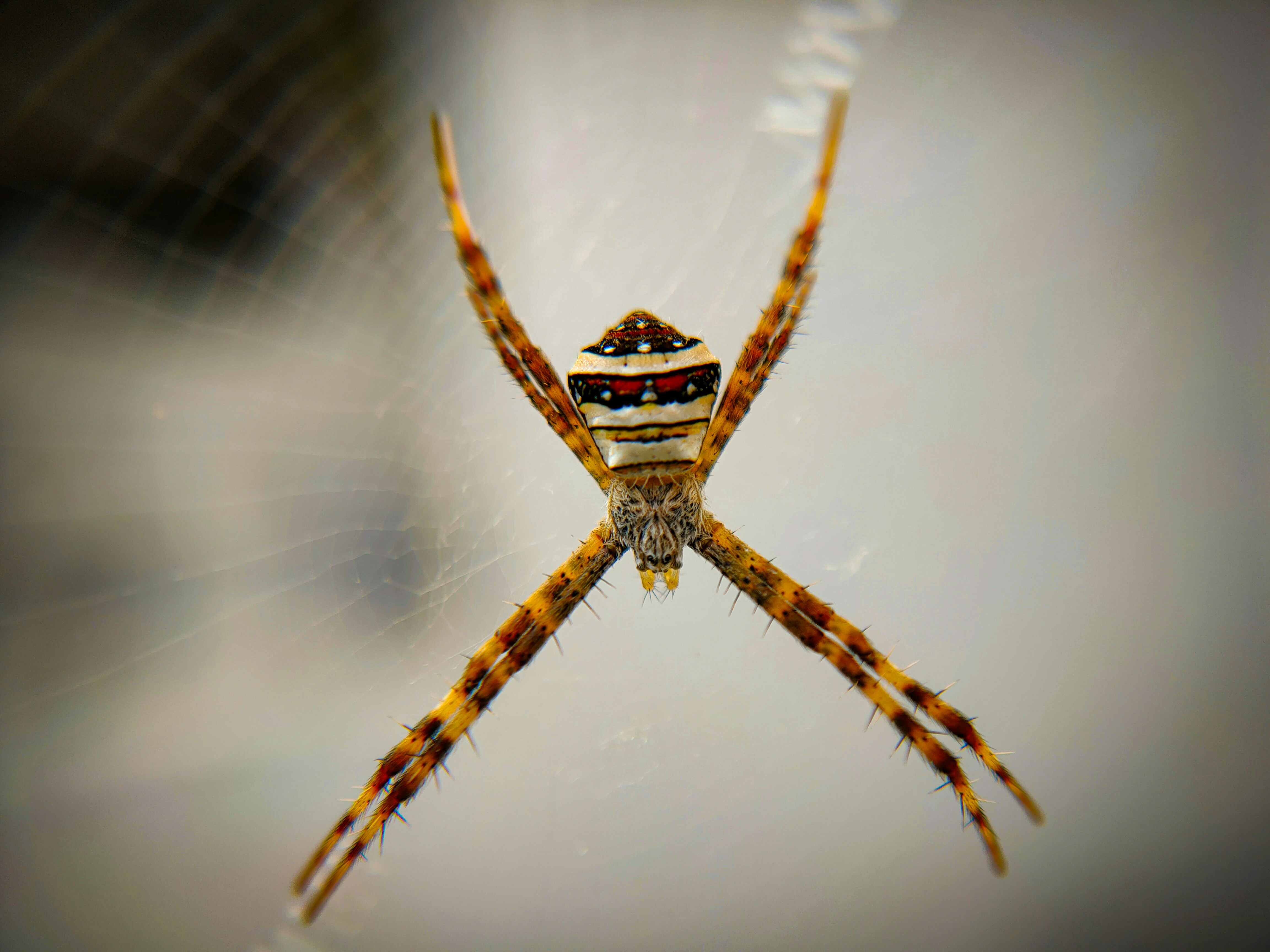 Macro shot of a cross-pattern orb-weaver spider centered in its web, legs spread in an X. The spider's textured abdomen and radial silk lines are highlighted.