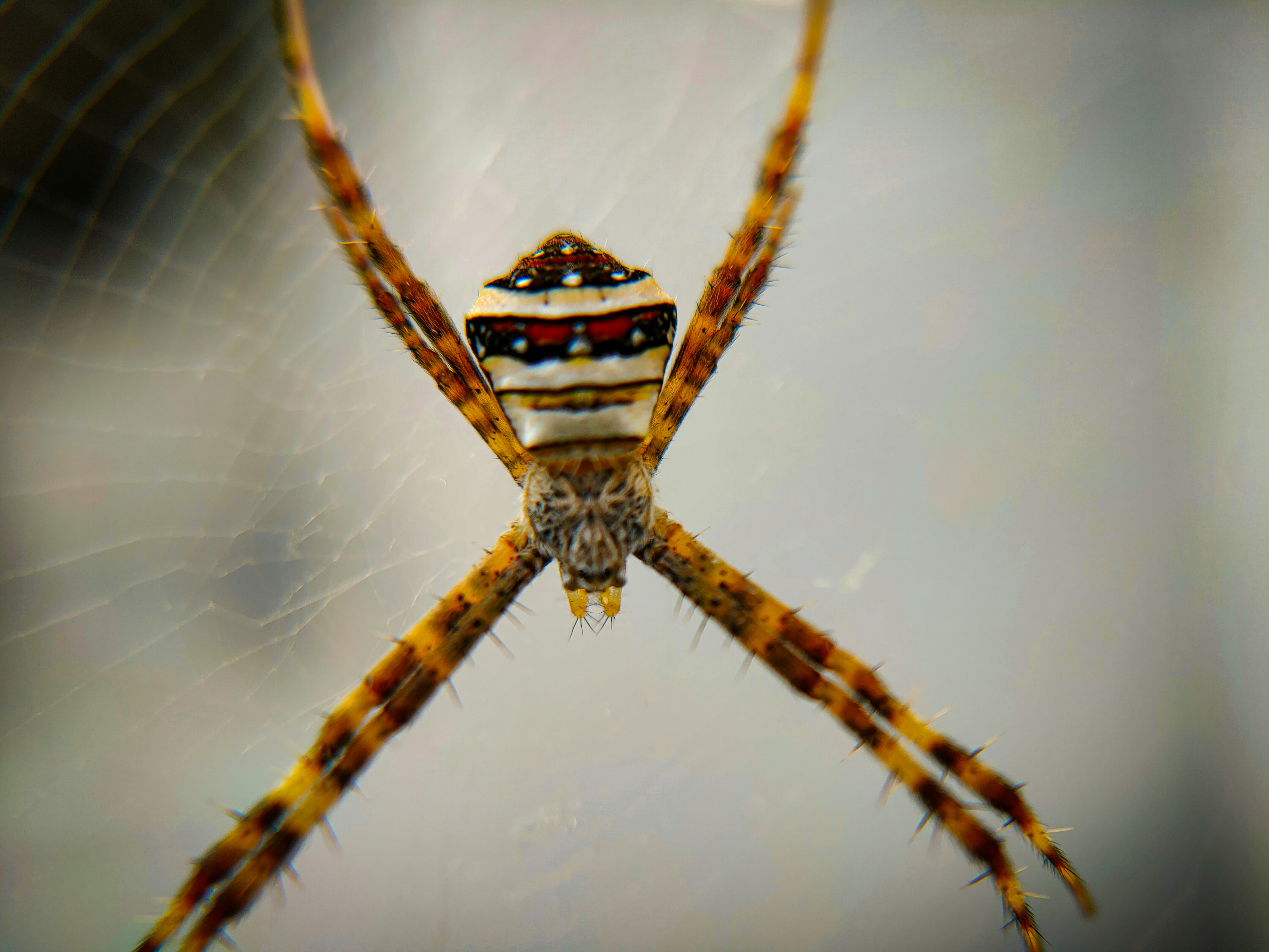 Close-up photograph of a golden orb-weaver spider positioned at the center of its web, with radiating silk strands visible against a soft background.