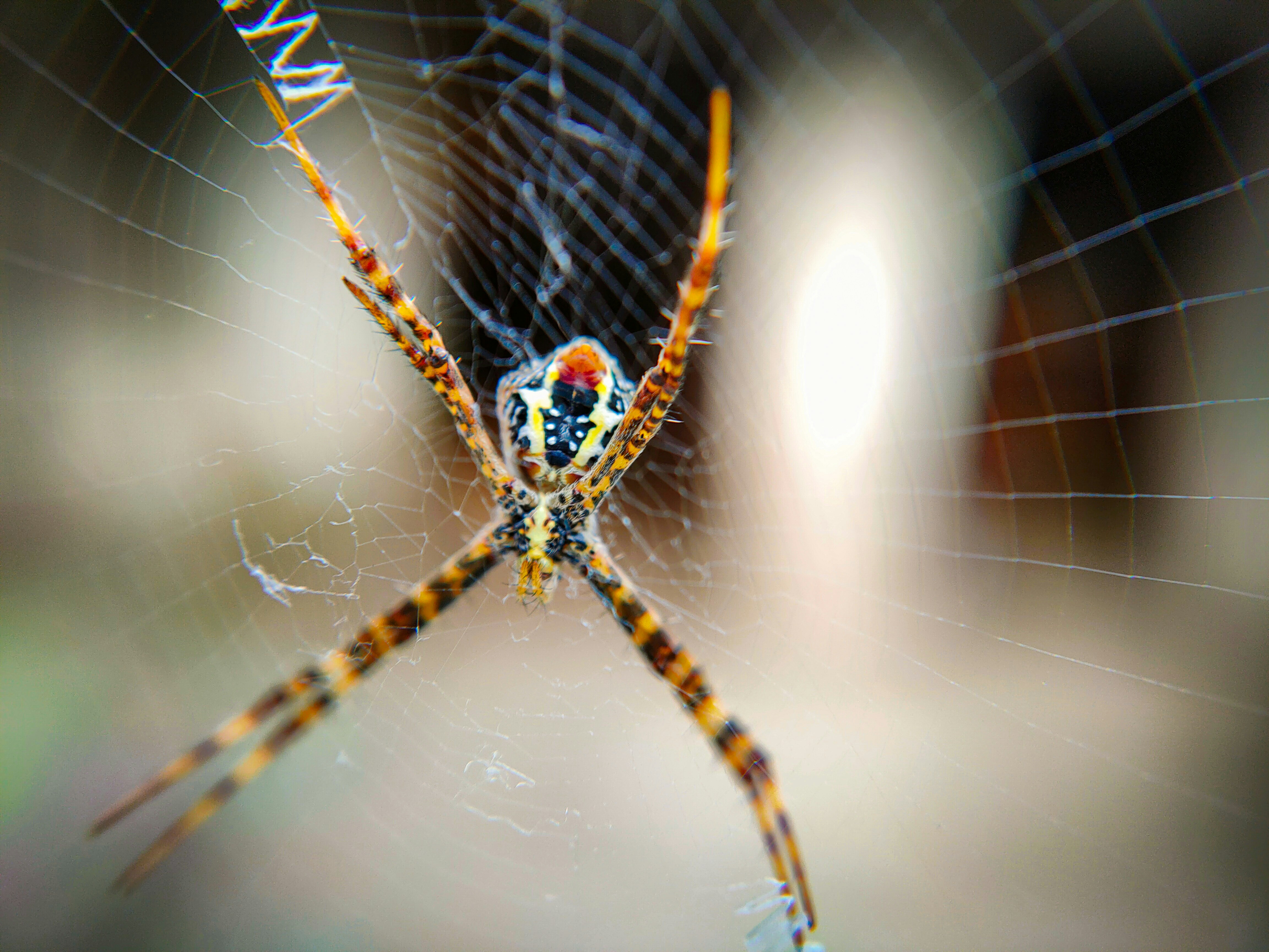 Photo by Sujay Paul with Realme 7 Pro