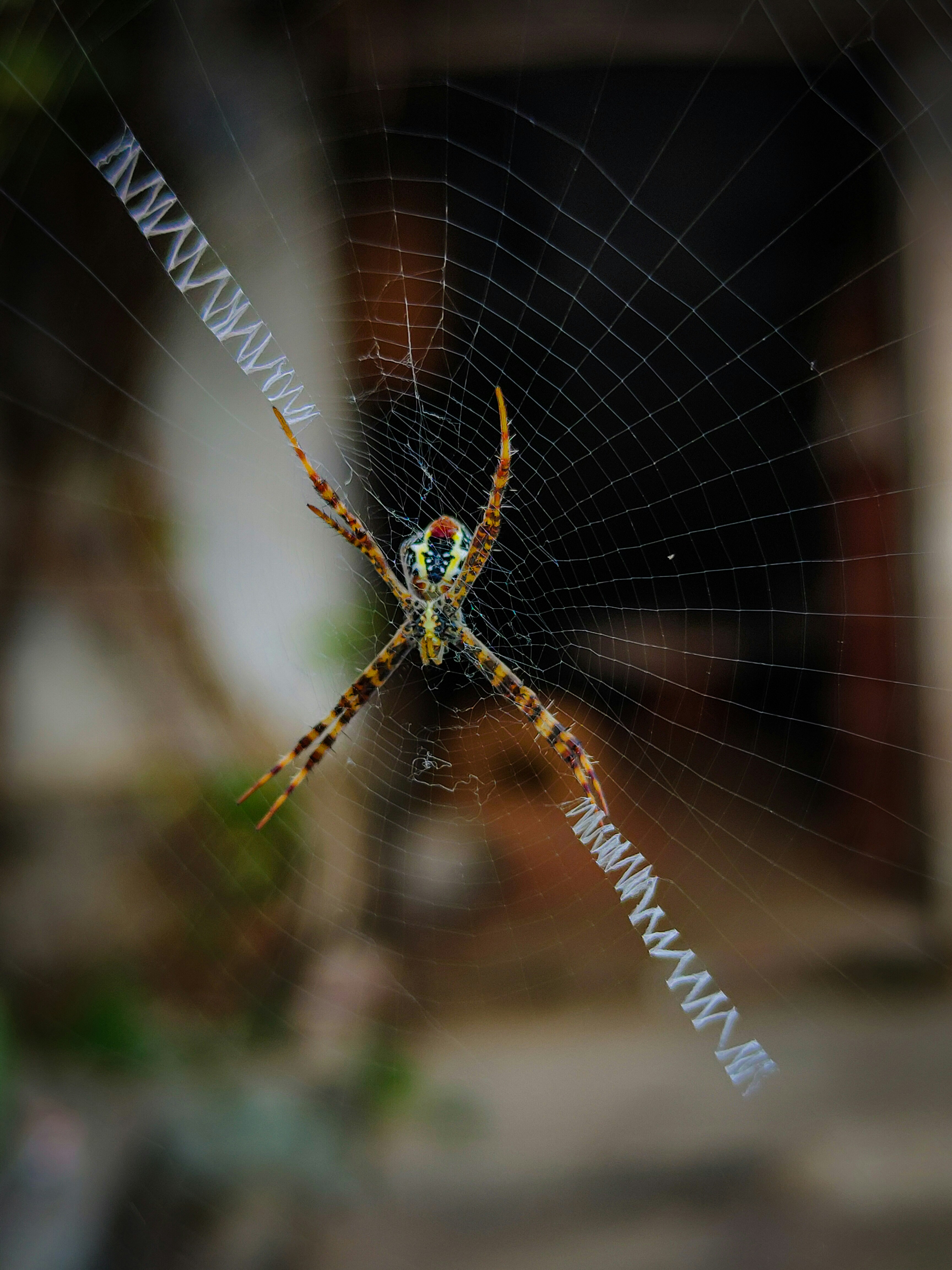 A garden spider sits at the center of a perfectly circular web, legs spread in an X against a softly blurred background.