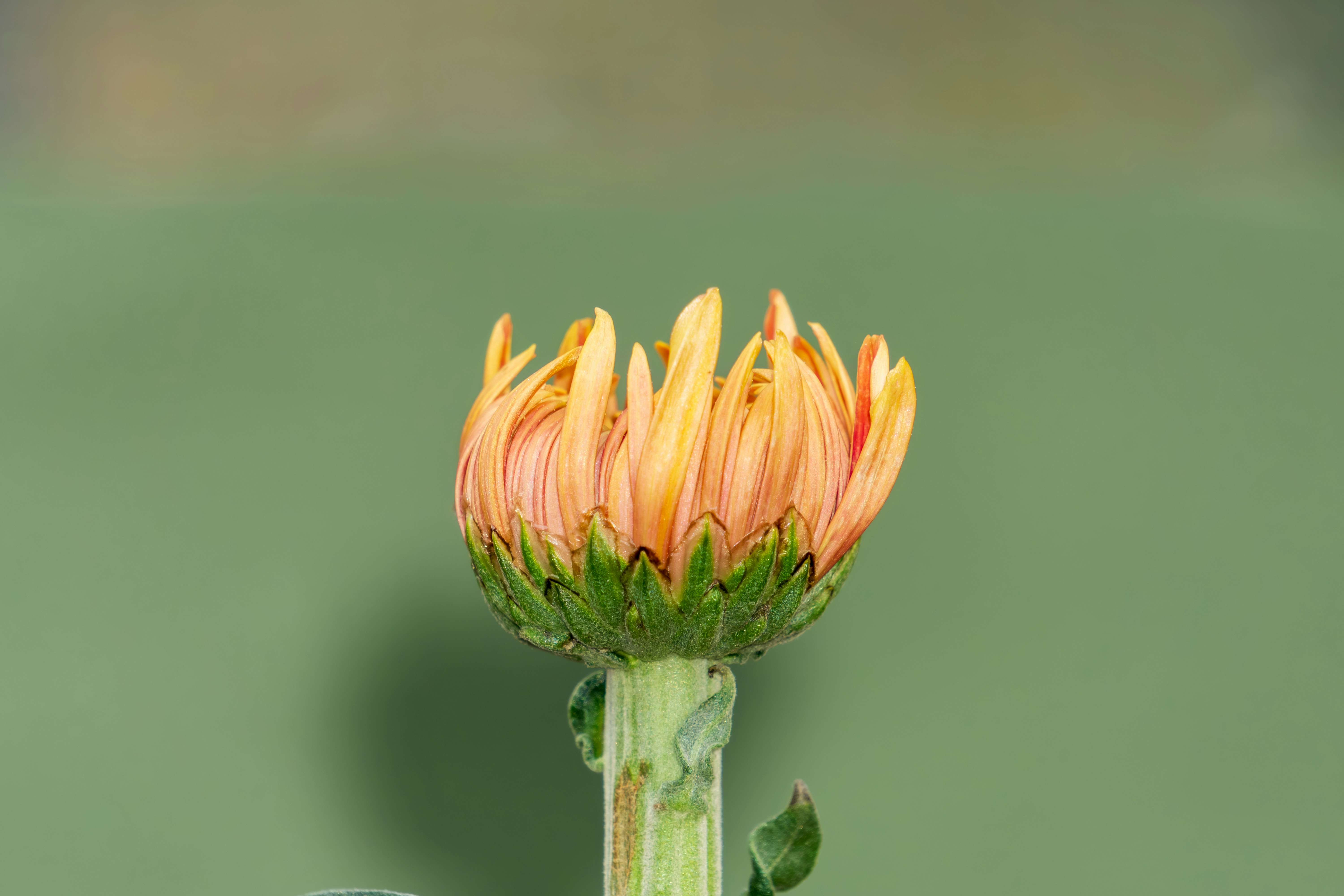 A yellow and orange flower with a green stem photo – Free Gerbera-daisy ...