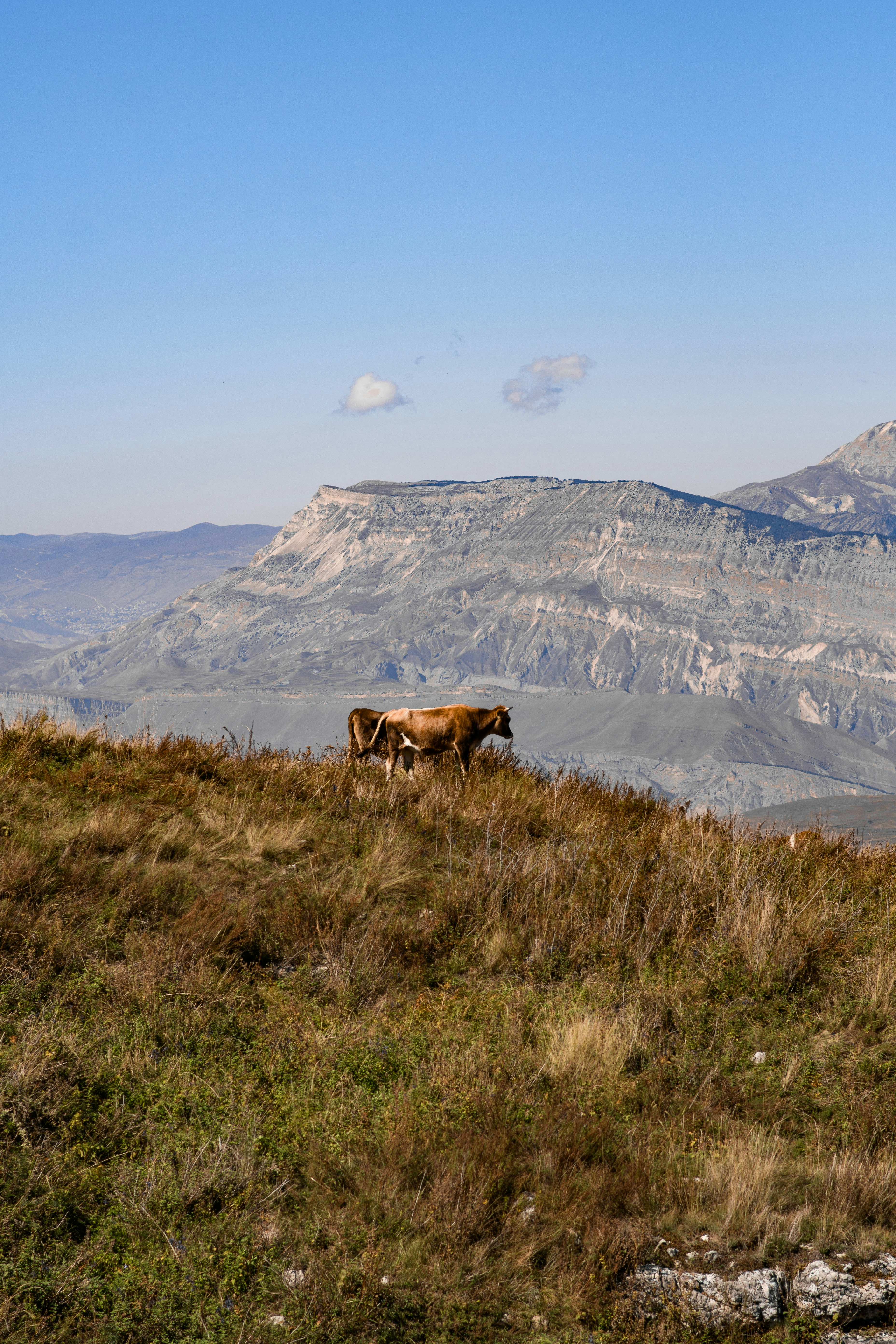 Grazing on the Rim: A Lone Horse Amid Windswept Plateau and Layered Cliffs