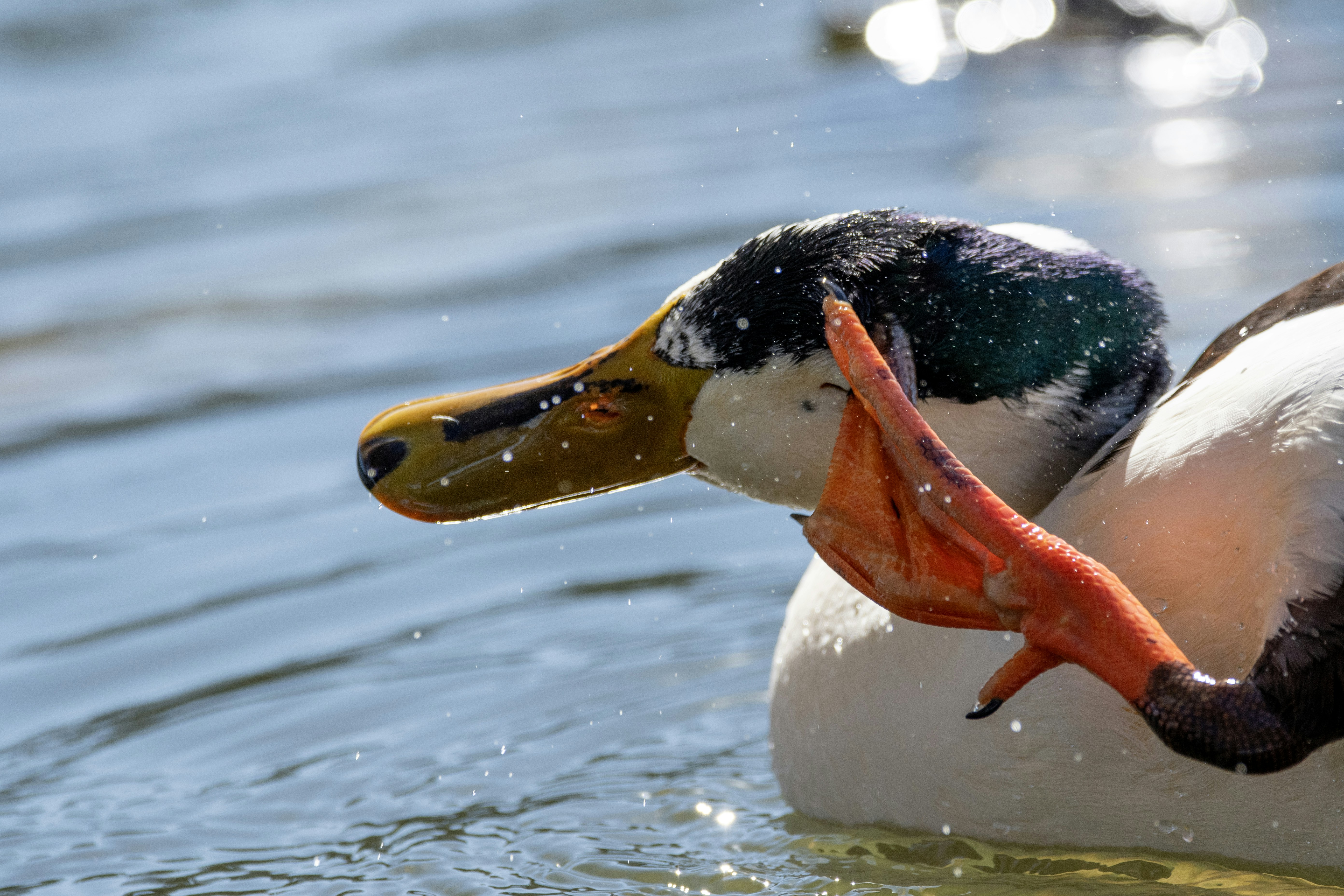 a close up of a duck in the water