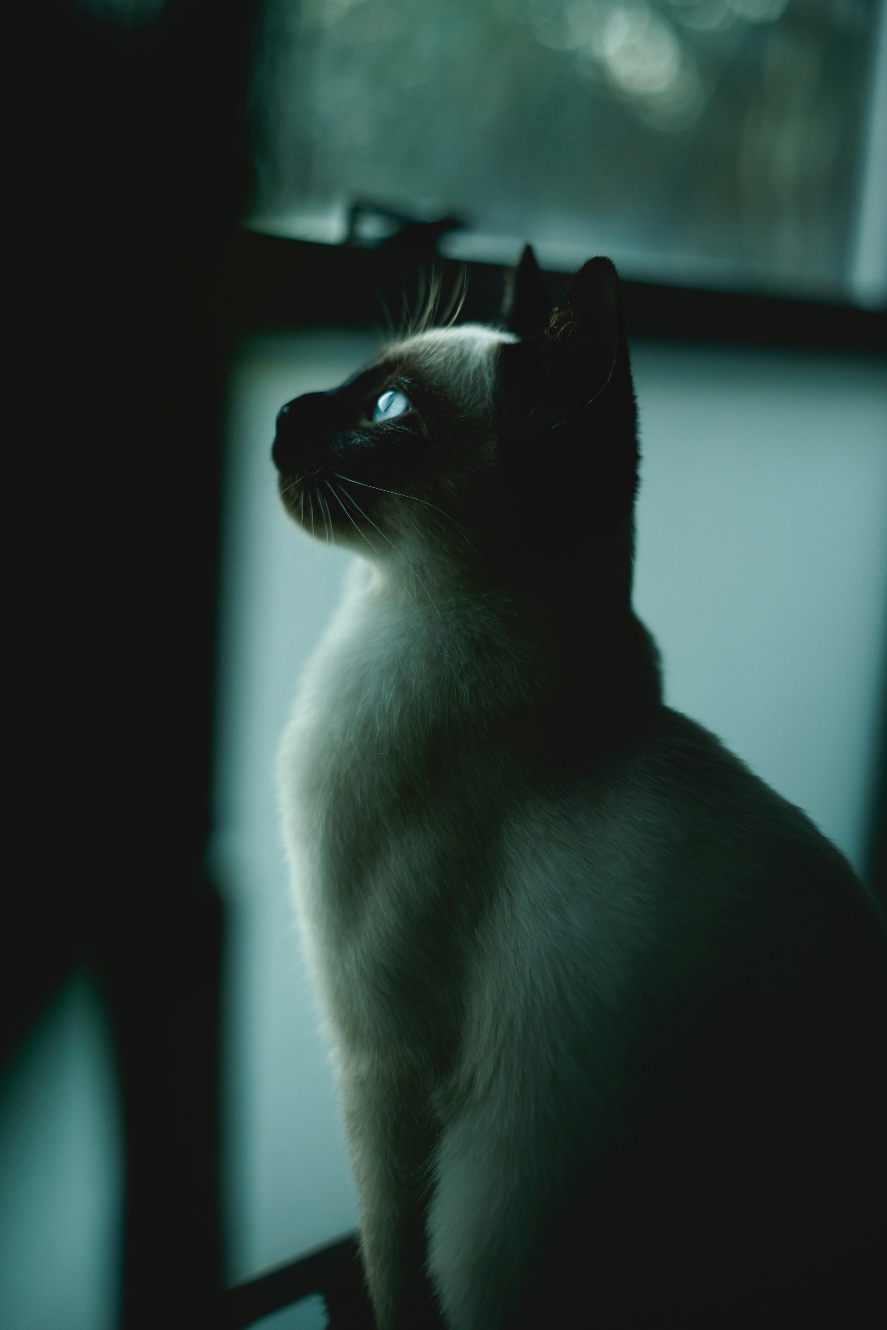 Nocturnal Gaze by the Window: A Siamese Silhouette in Teal Light