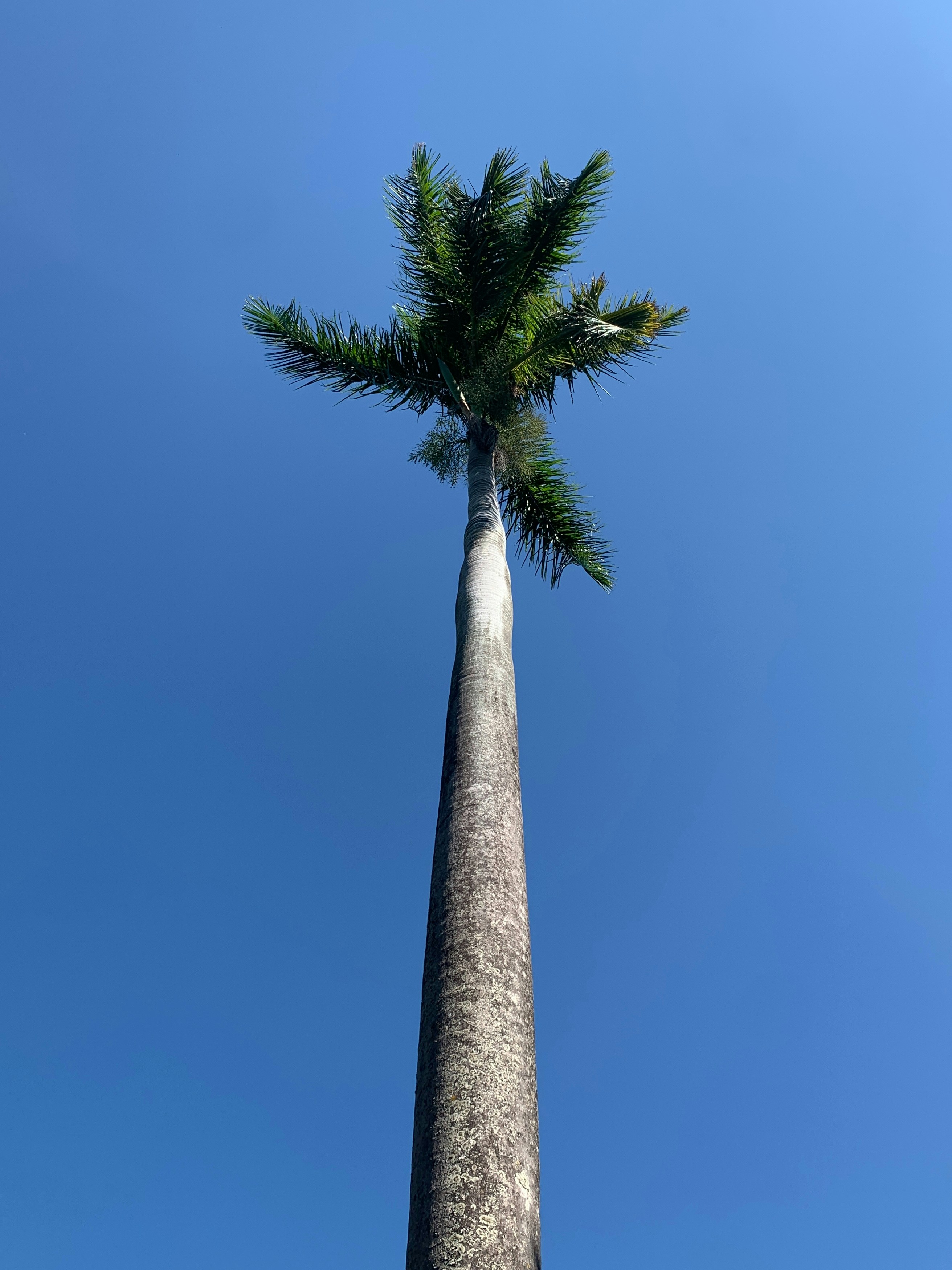 Tall palm tree stretching upward against a clear blue sky, showcasing its vibrant green fronds. A symbol of tropical beauty.