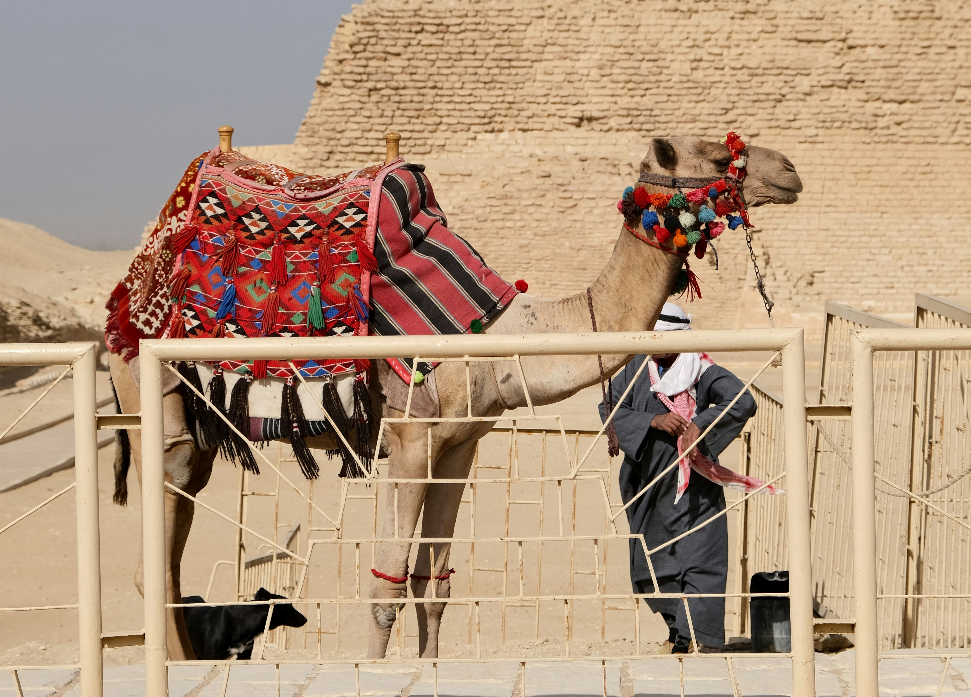 The Gatekeeper Camel: Colorful Trappings at a Desert Bastion