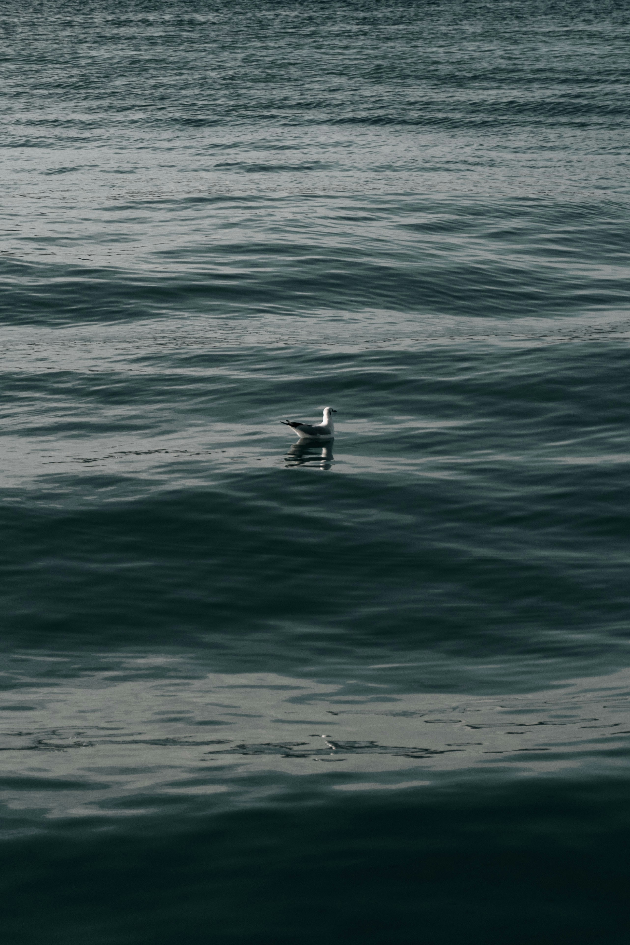 Photo by Anđela Knez with Sony Alpha 6100