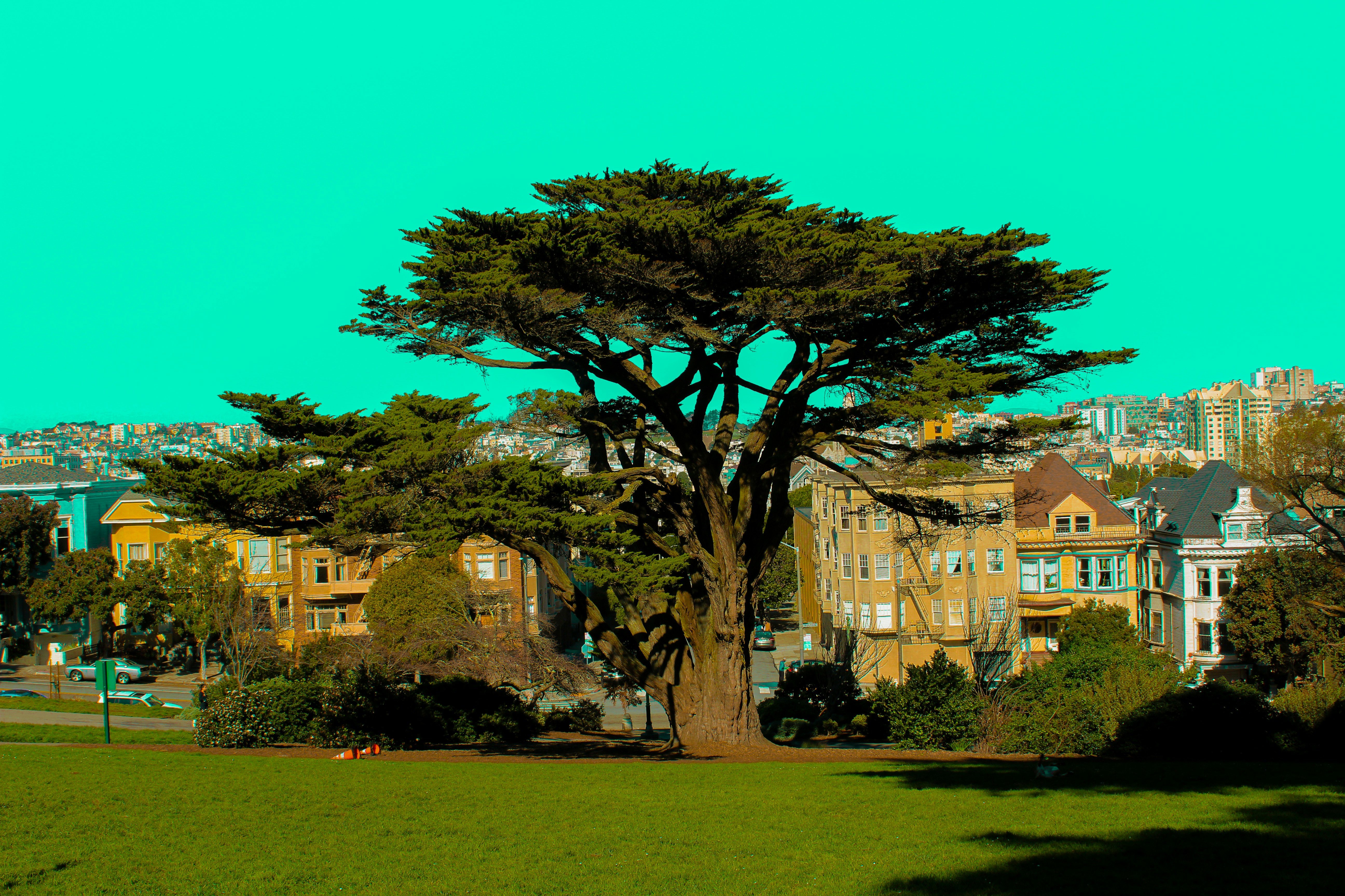 The Lone Tree Reigning Over a Quiet Coastal Town