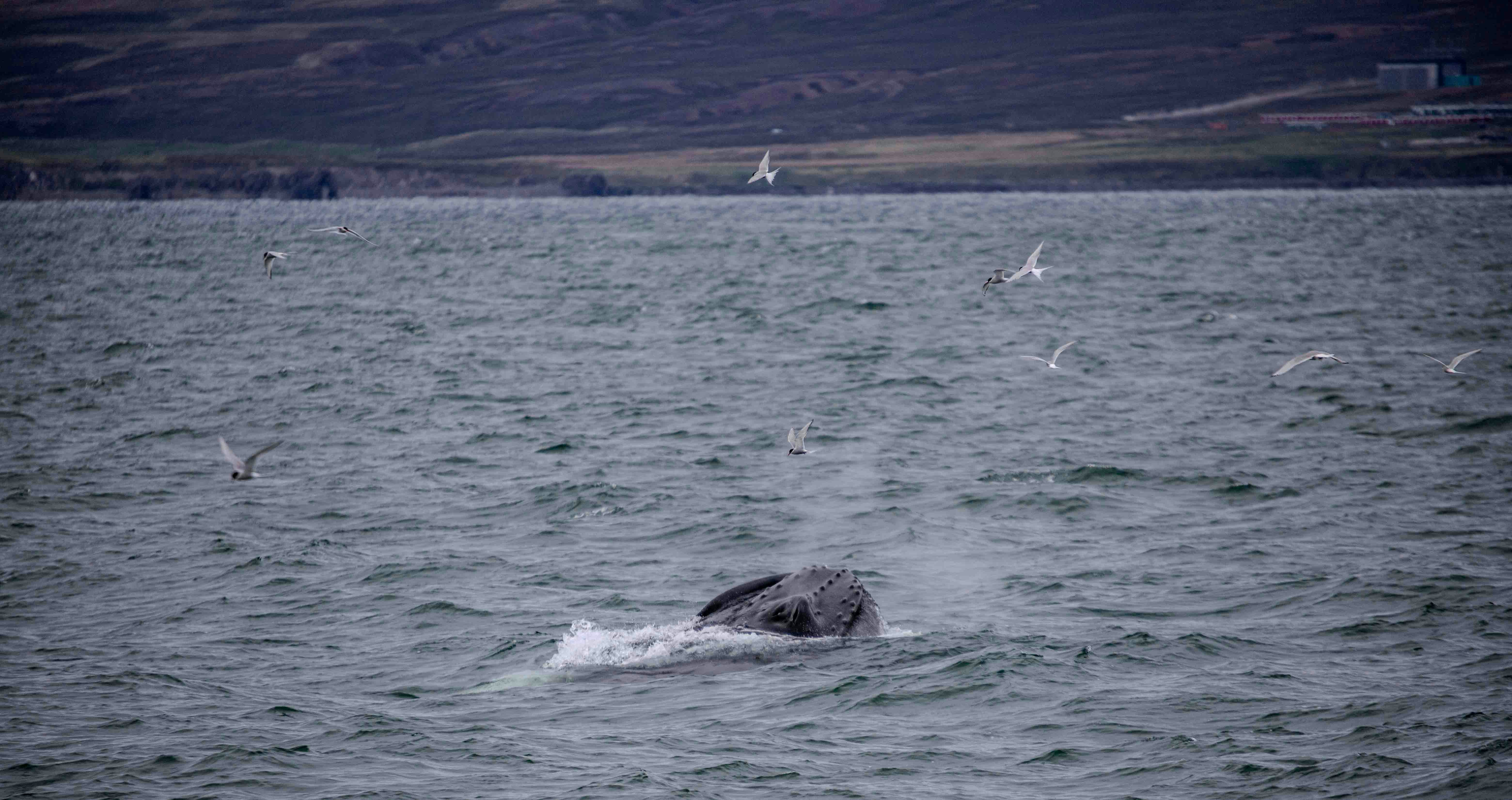 A humpback whale in the ocean with seagulls flying around photo – Free ...