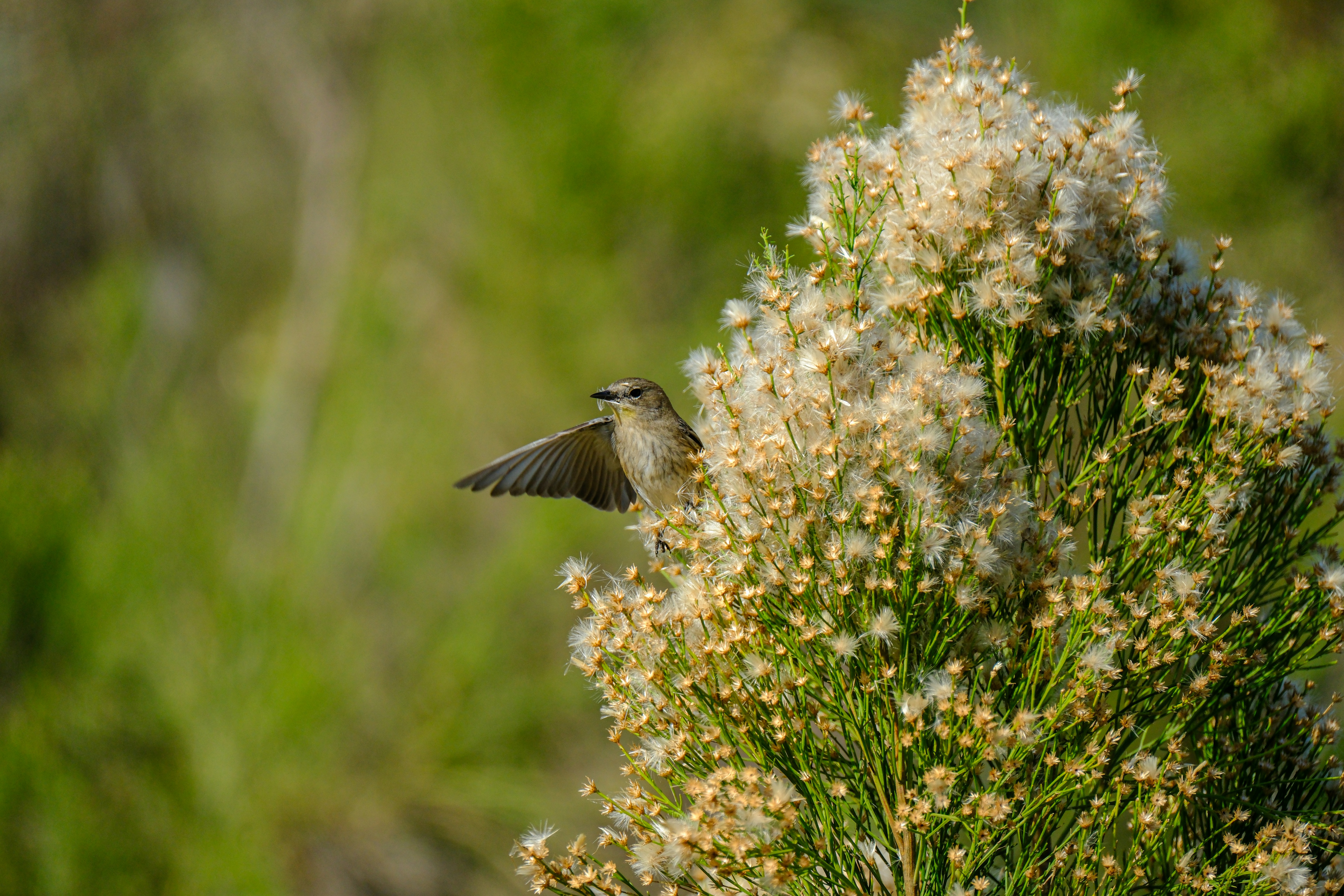 A small bird flying over a bunch of flowers photo – Free Father ...