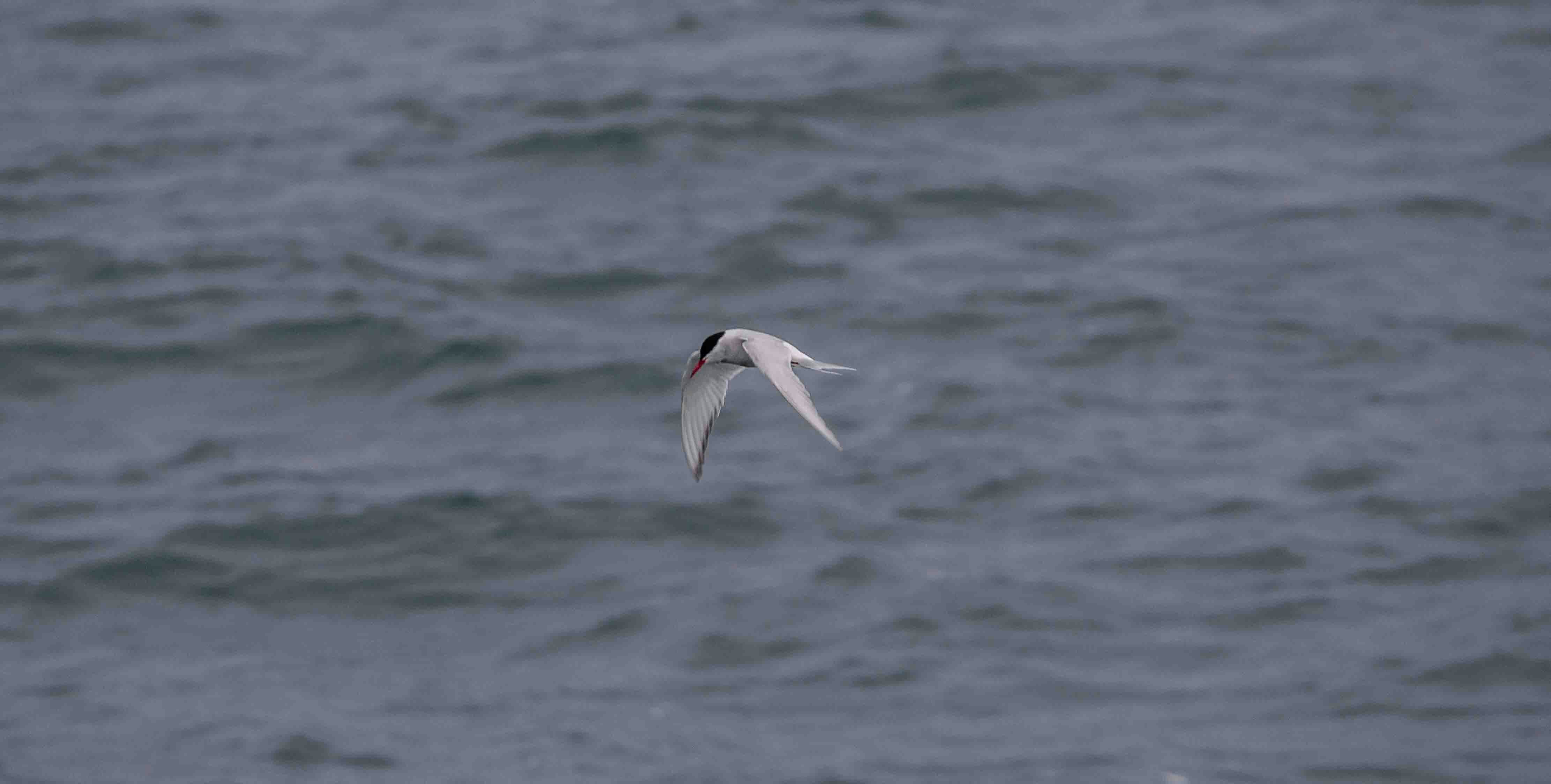 A tern gliding effortlessly over rippling ocean waves, showcasing its elegant wings in mid-flight.