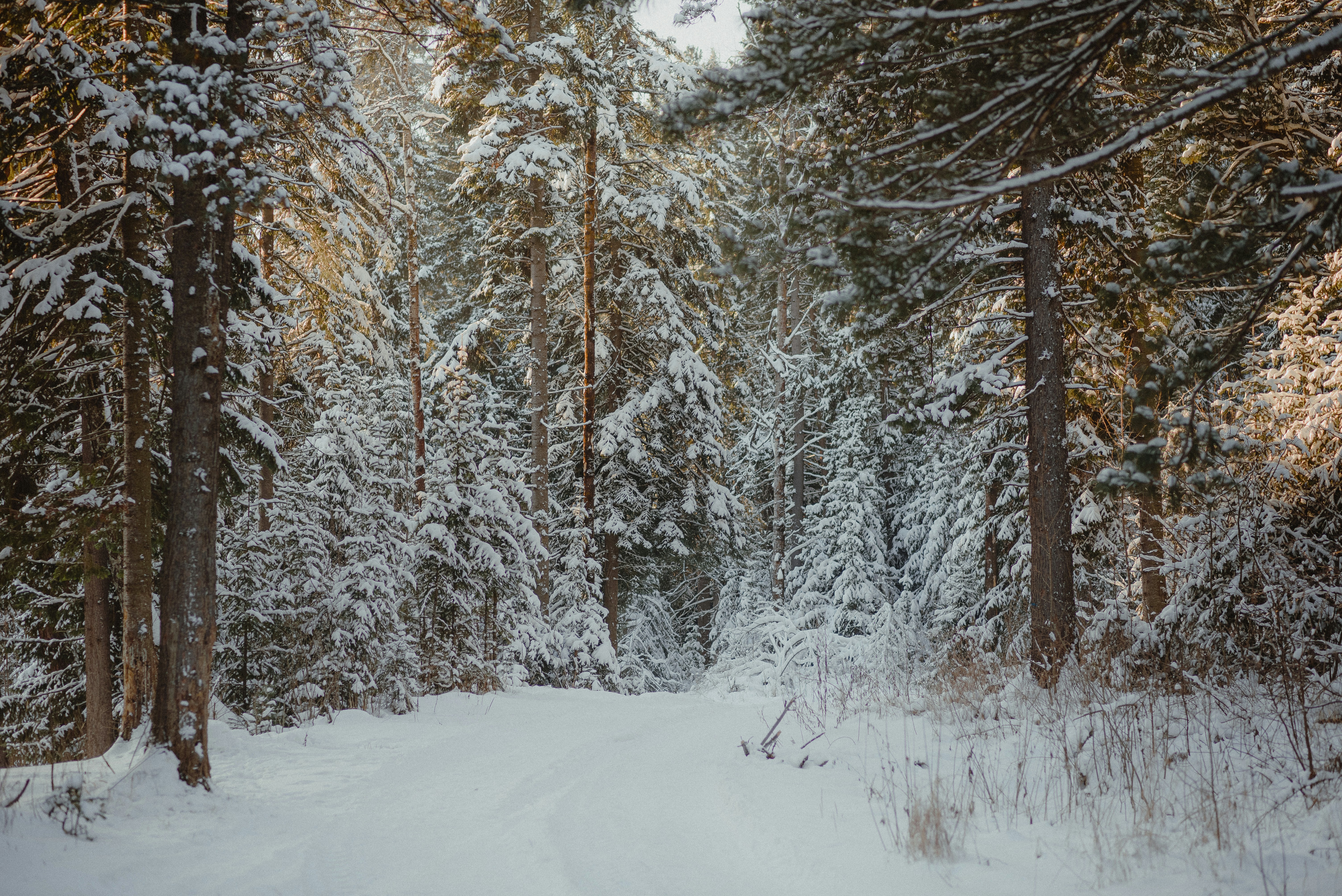 A snow covered forest with lots of trees photo – Free Grey Image on ...