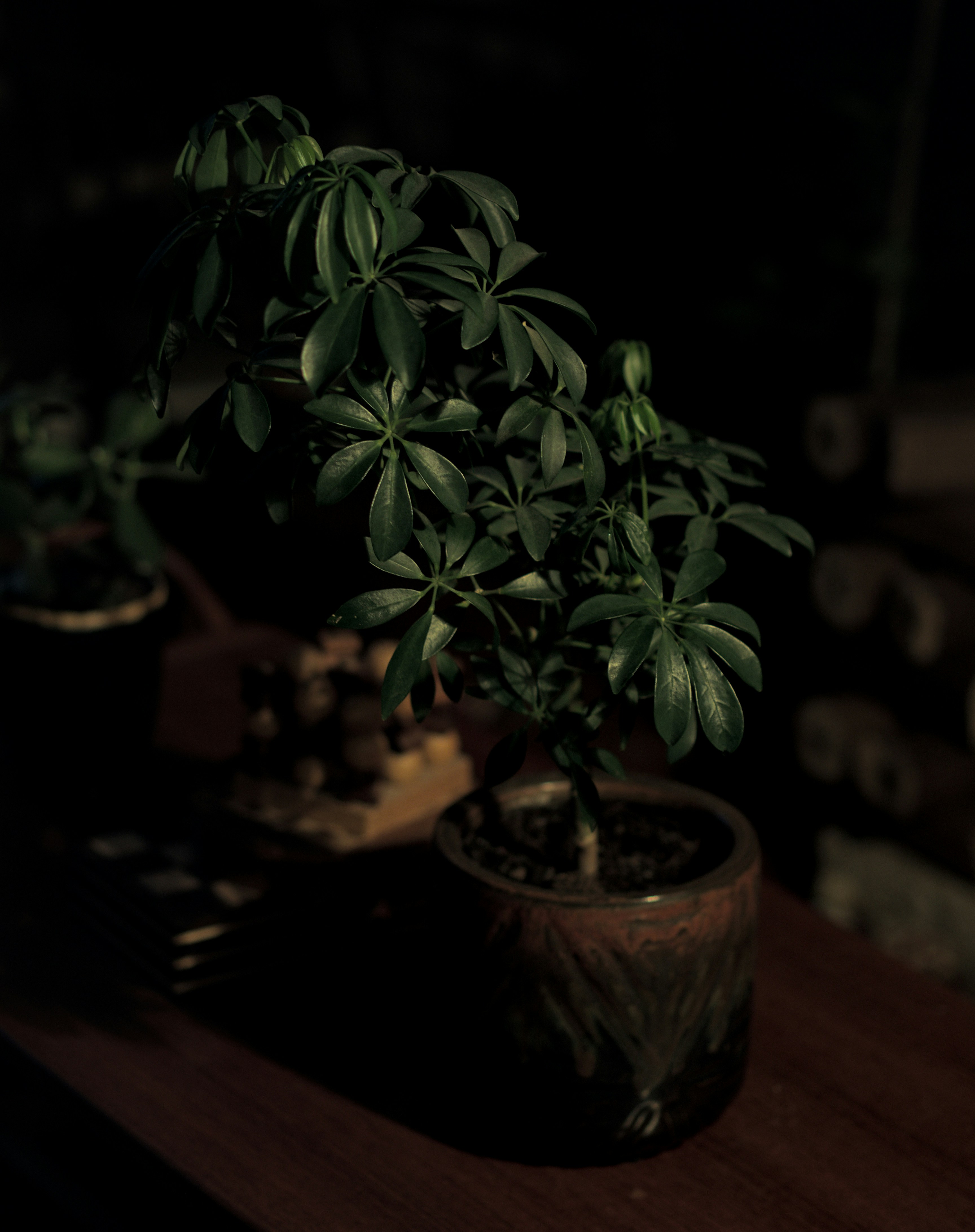 Photo by Alex Harwood with Olympus PEN E-PL10