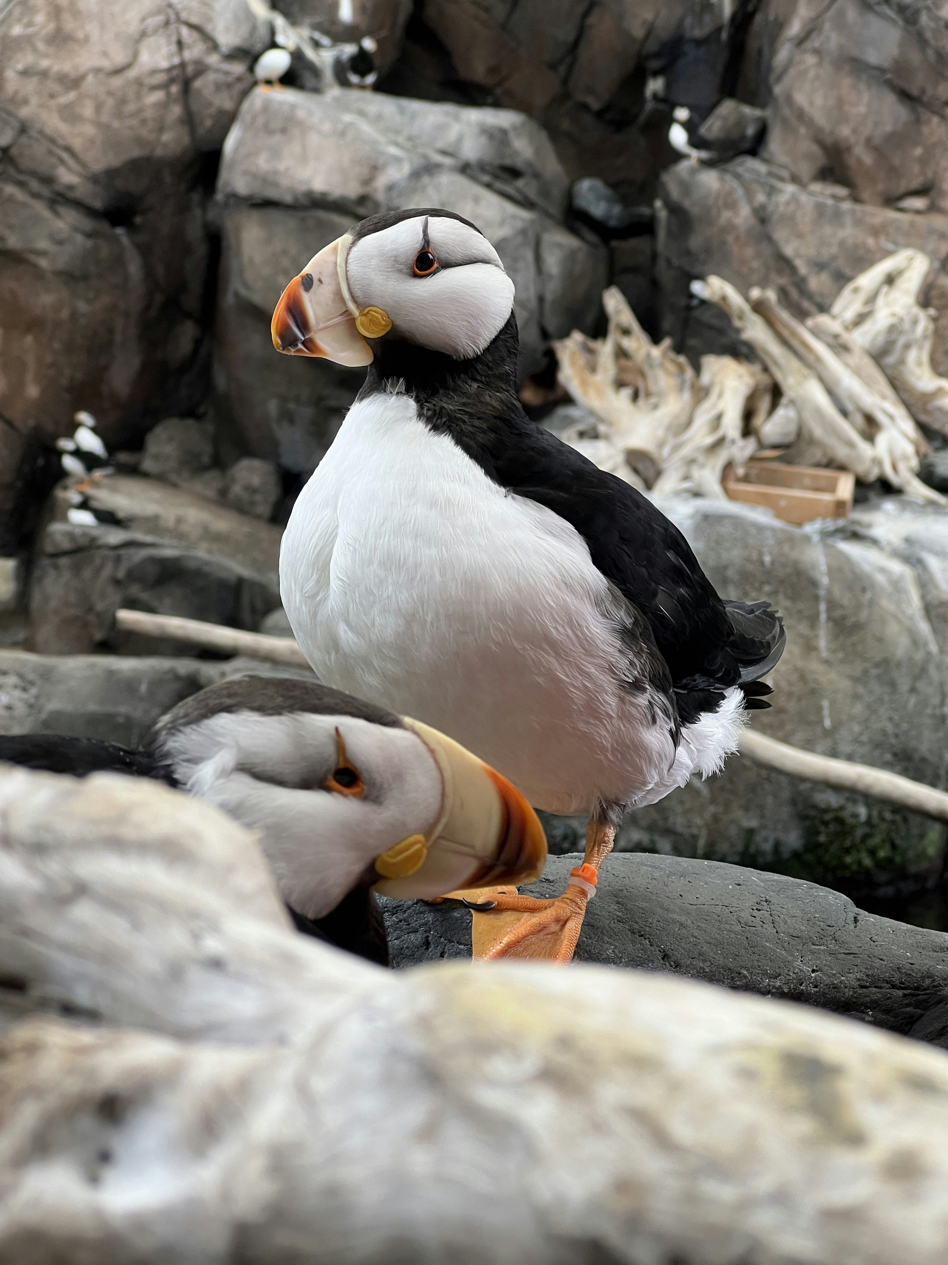Two Puffins on Weathered Rocks: A Close-Quarters Coastal Portrait