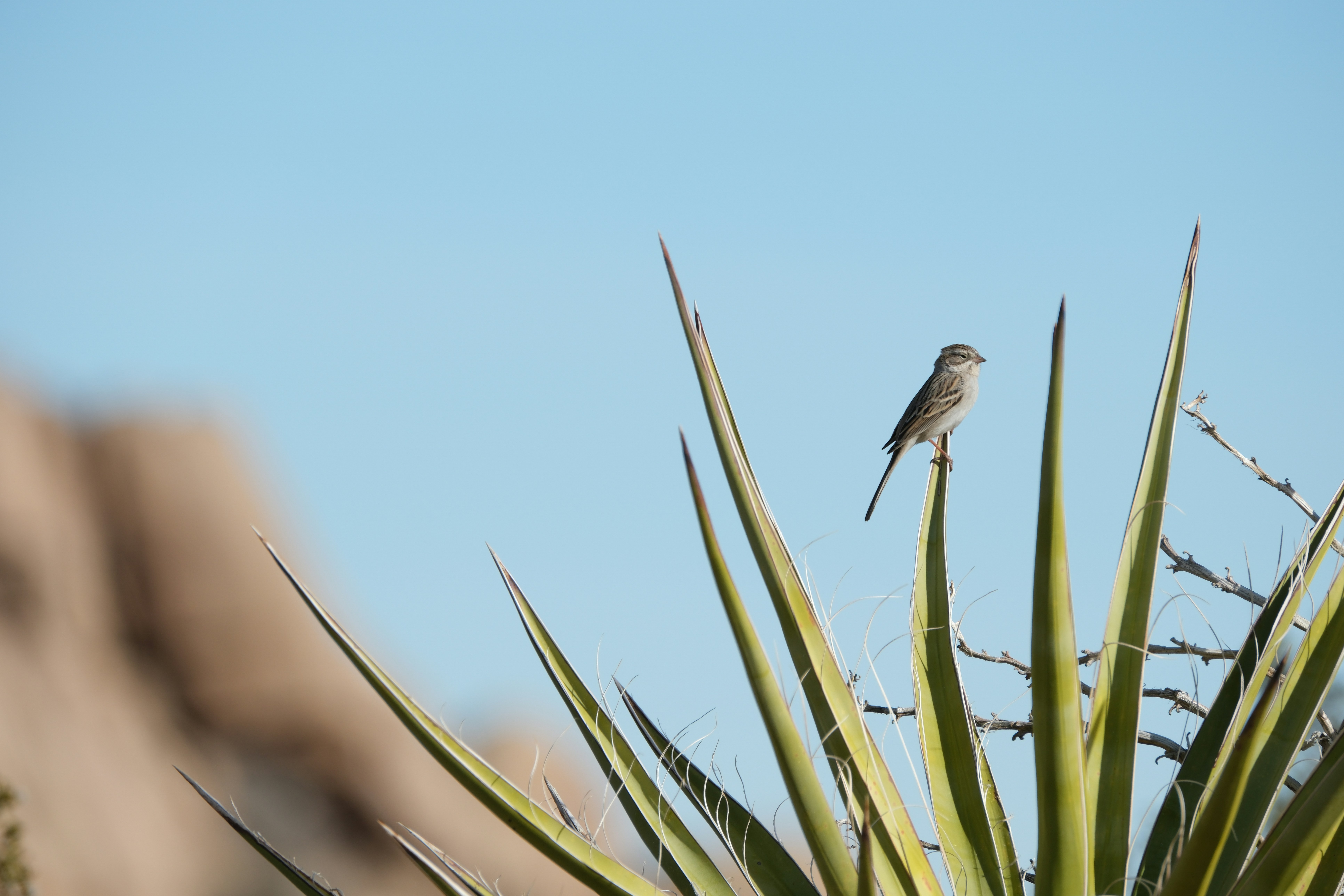 Perched in the Sun: A Lone Bird Among Agave Spikes