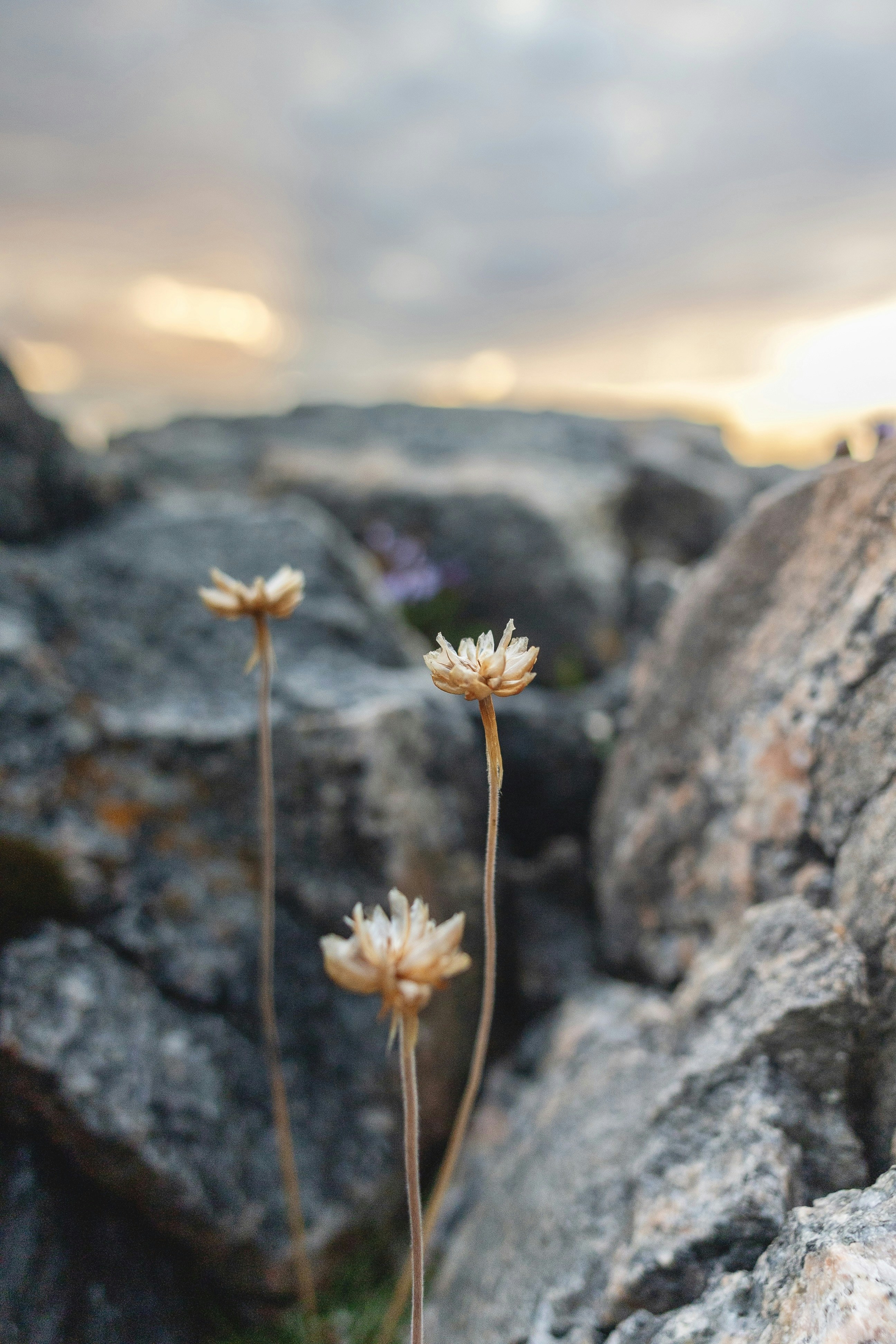 Seed-Head Sentinels among Weathered Granite at Dusk