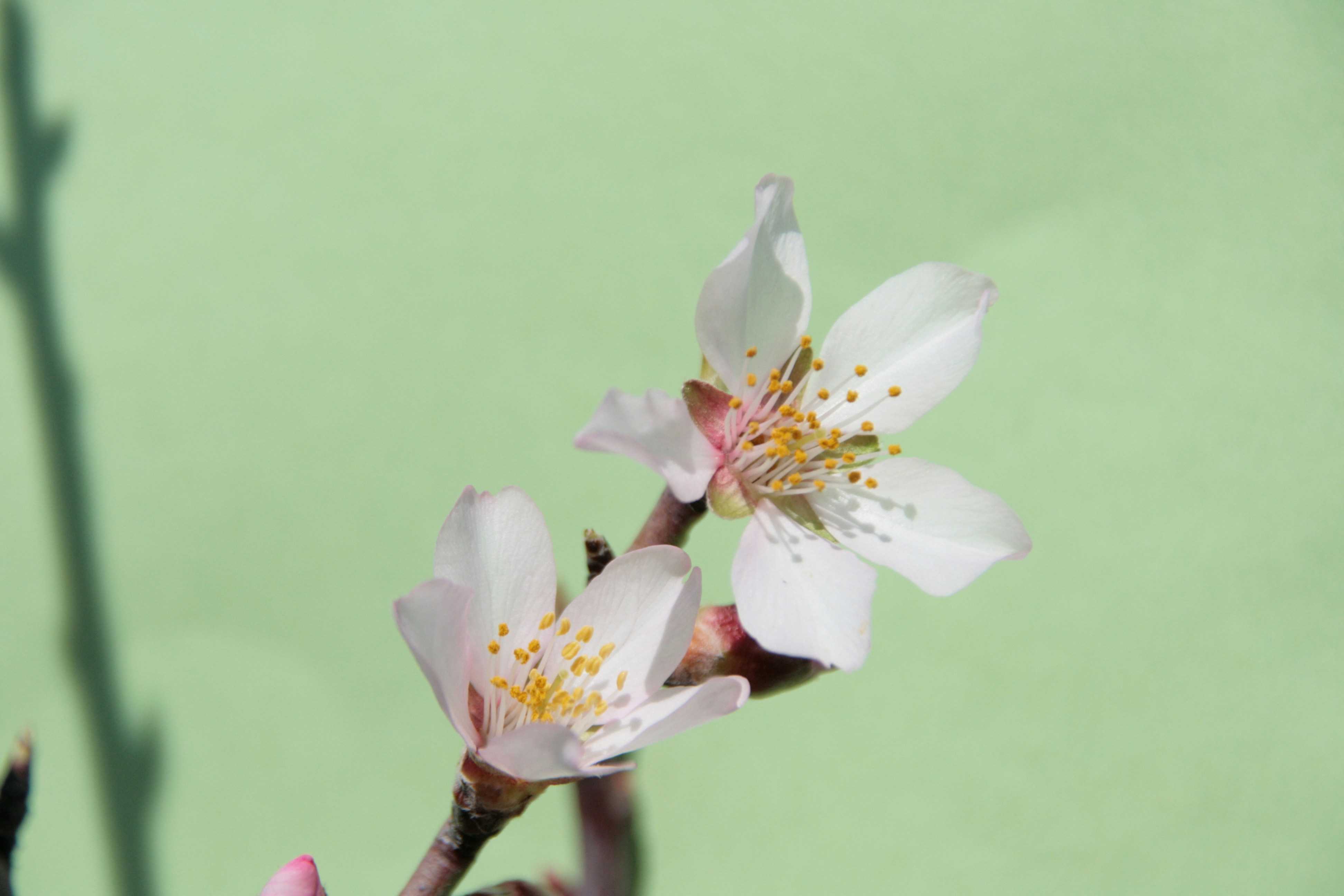 Whispers of Spring: Close-Up of White Cherry Blossoms on a Mint Backdrop