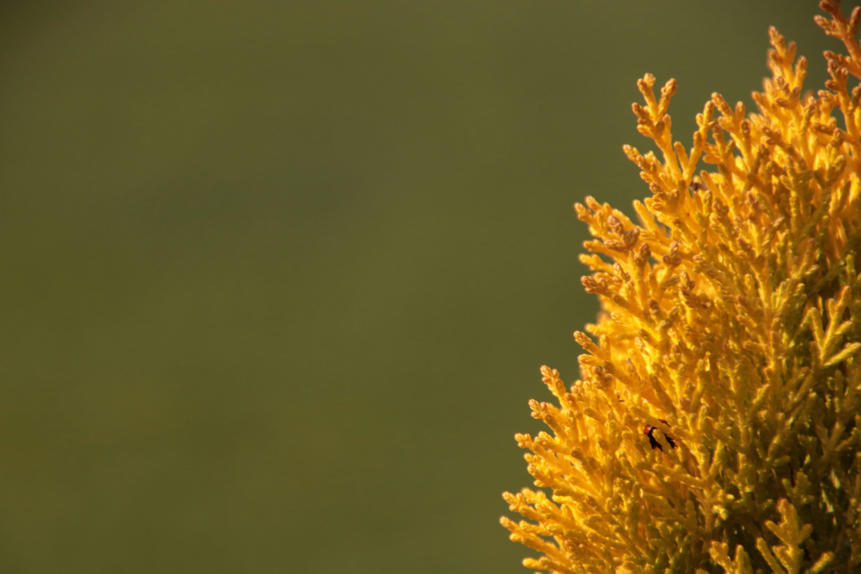Bee on a gilded conifer against a soft emerald backdrop