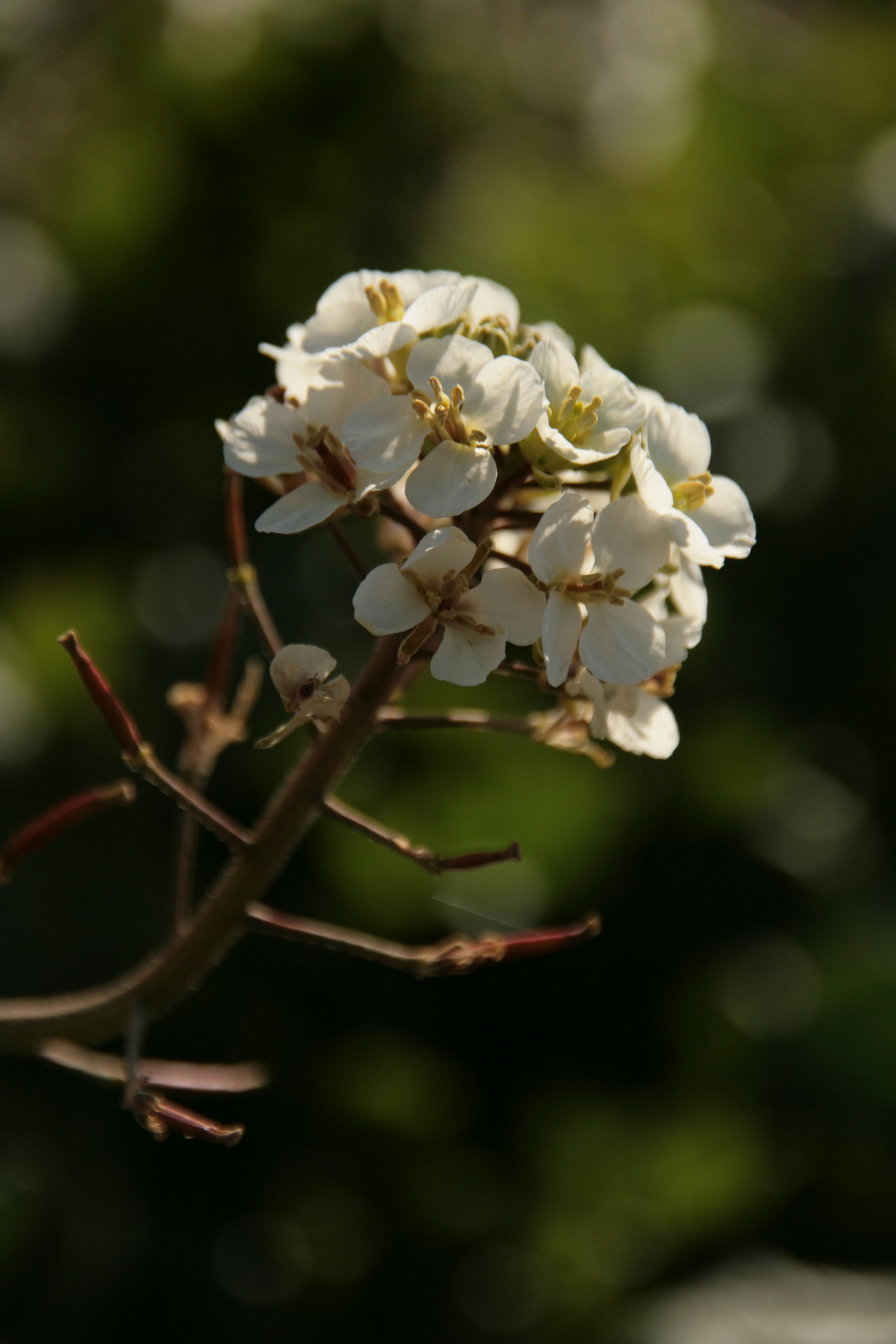 Petal Crown on a Twig Beneath Velvet Bokeh