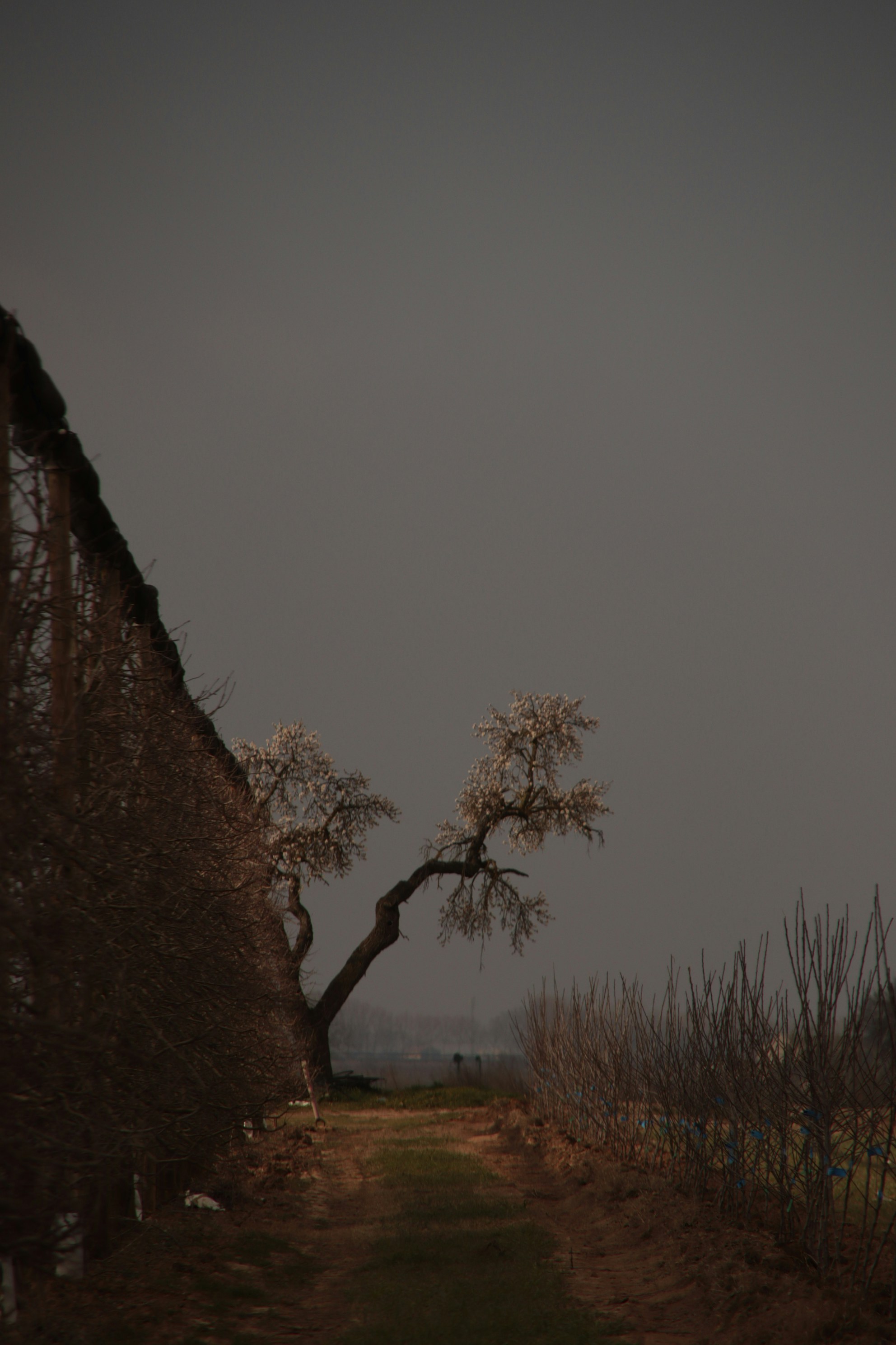 Leaning Tree at the End of a Winter Orchard