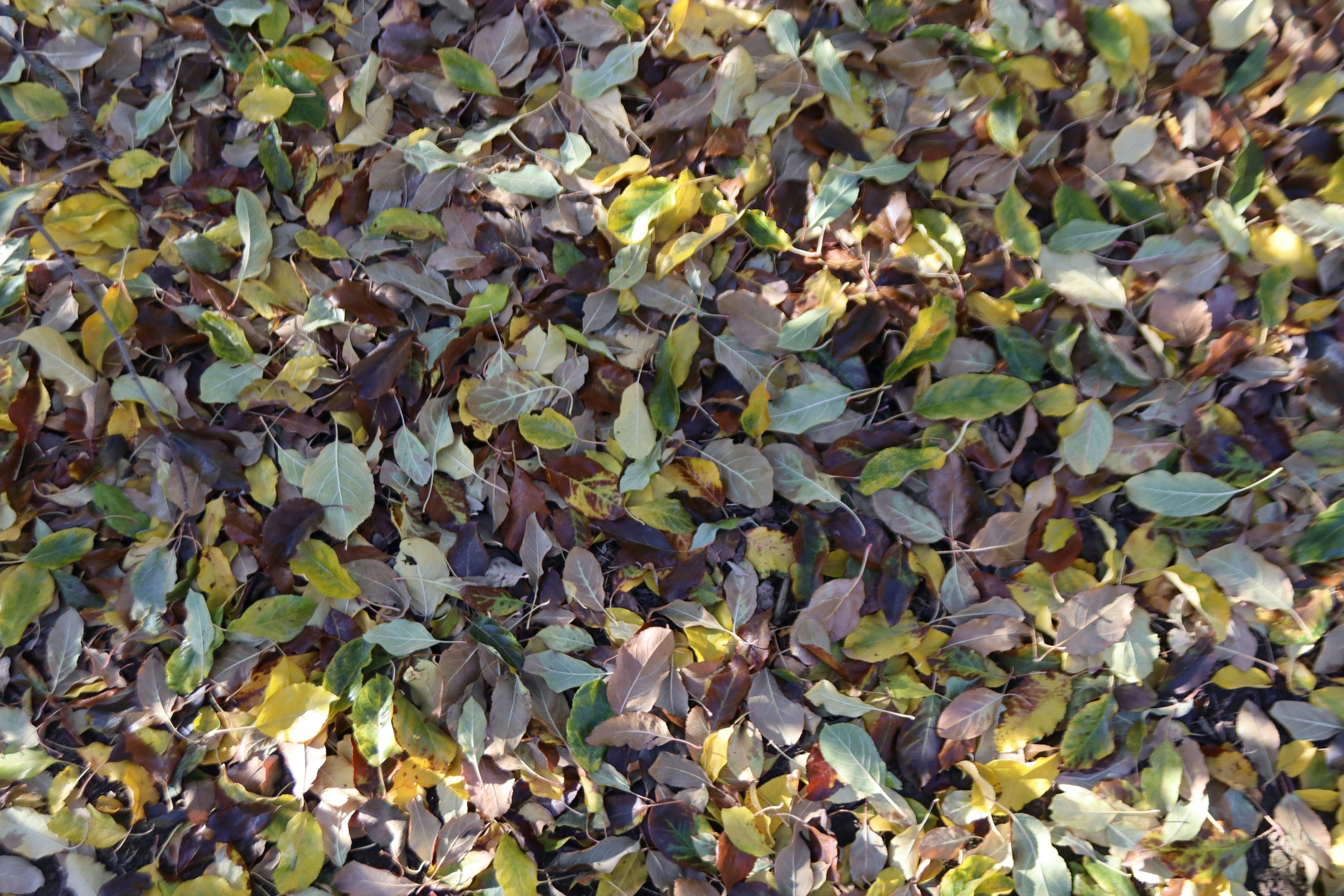 Autumn Leaf Mosaic: Sunlit Groundcover in Quiet Hues