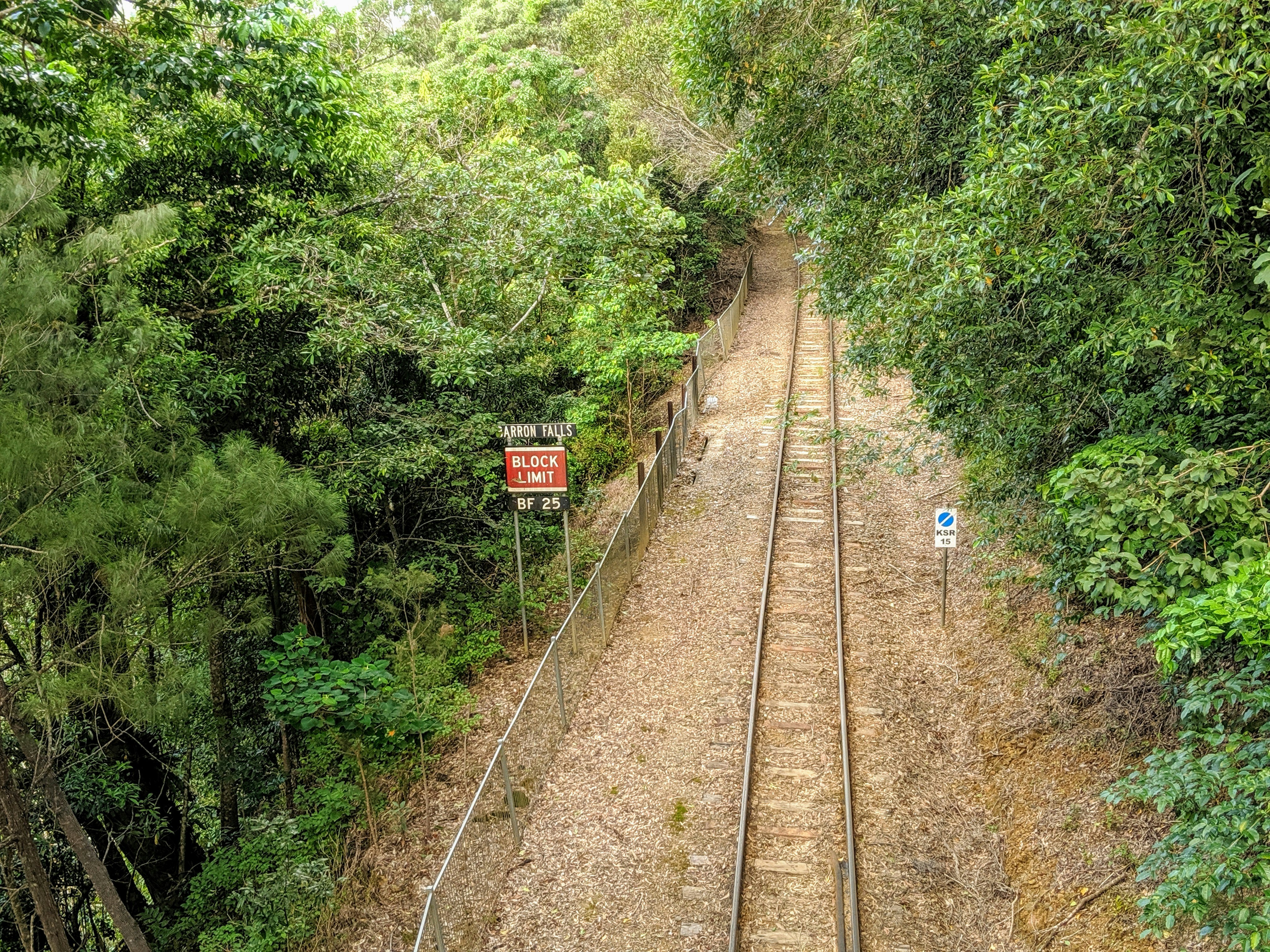 Vanishing Rails Through a Canopy of Green