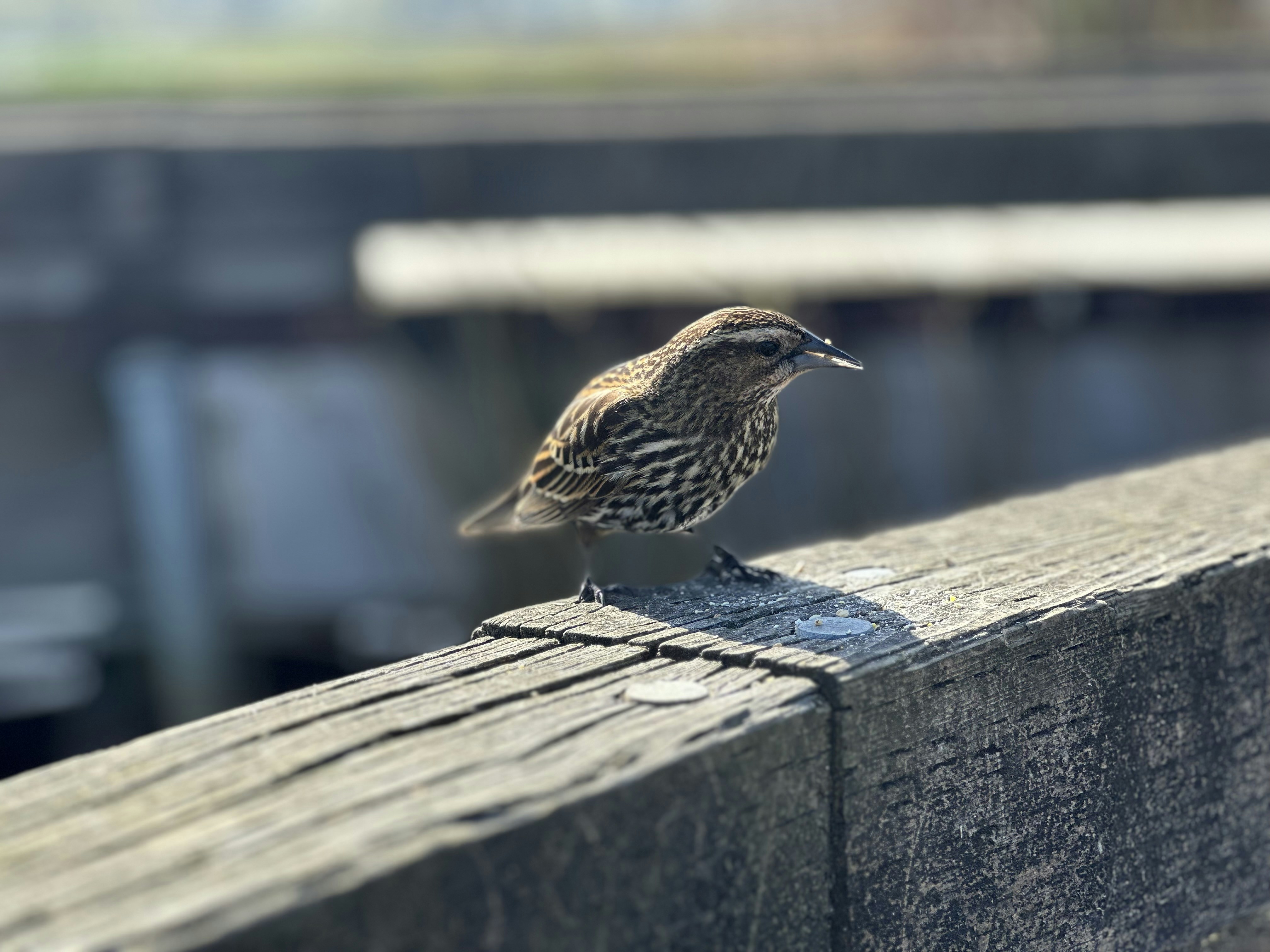Rufous-brown Songbird Perched on Weathered Rail
