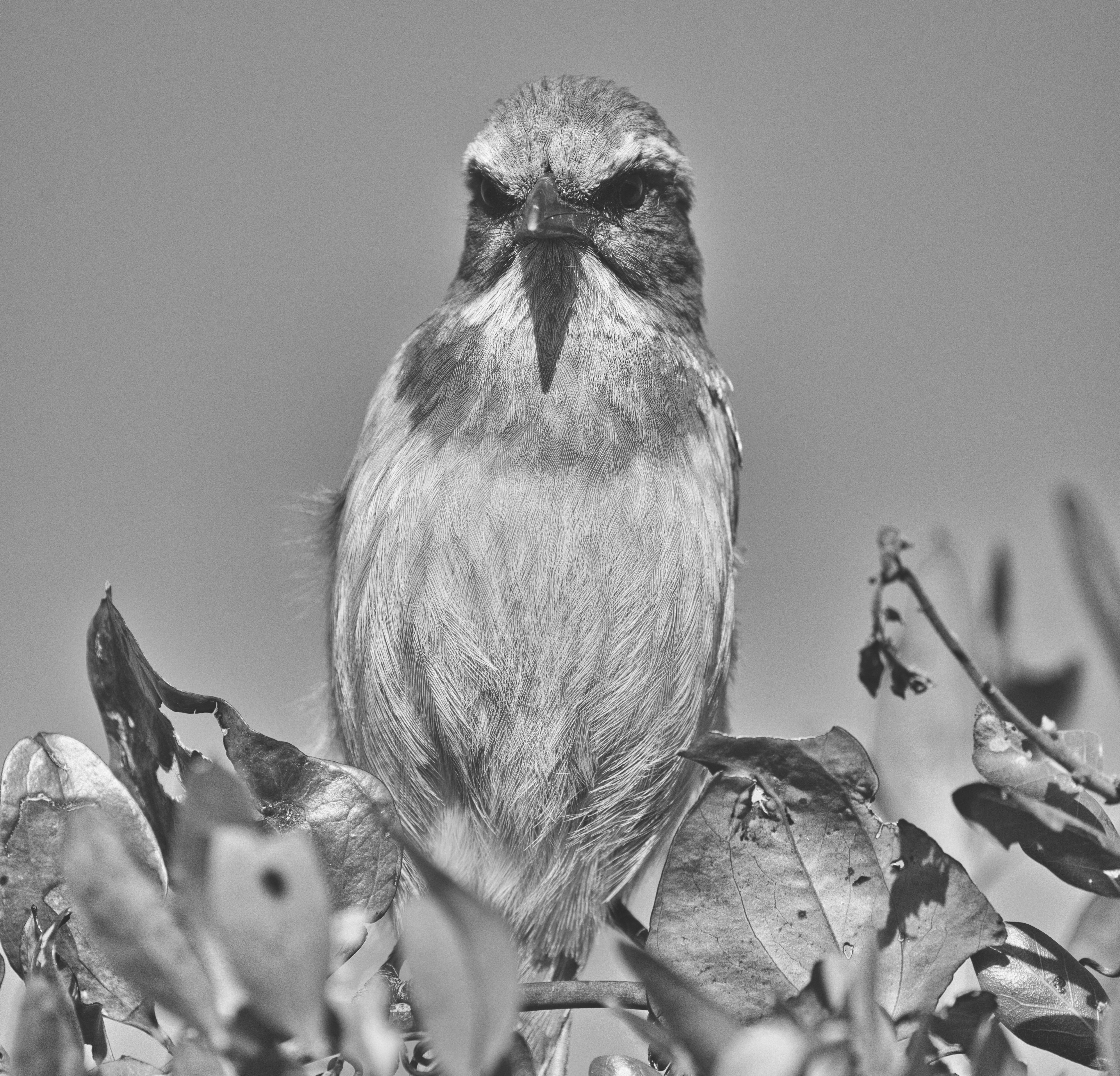 Stoic Watcher: A Close-Range Black-and-White Portrait of a Bird