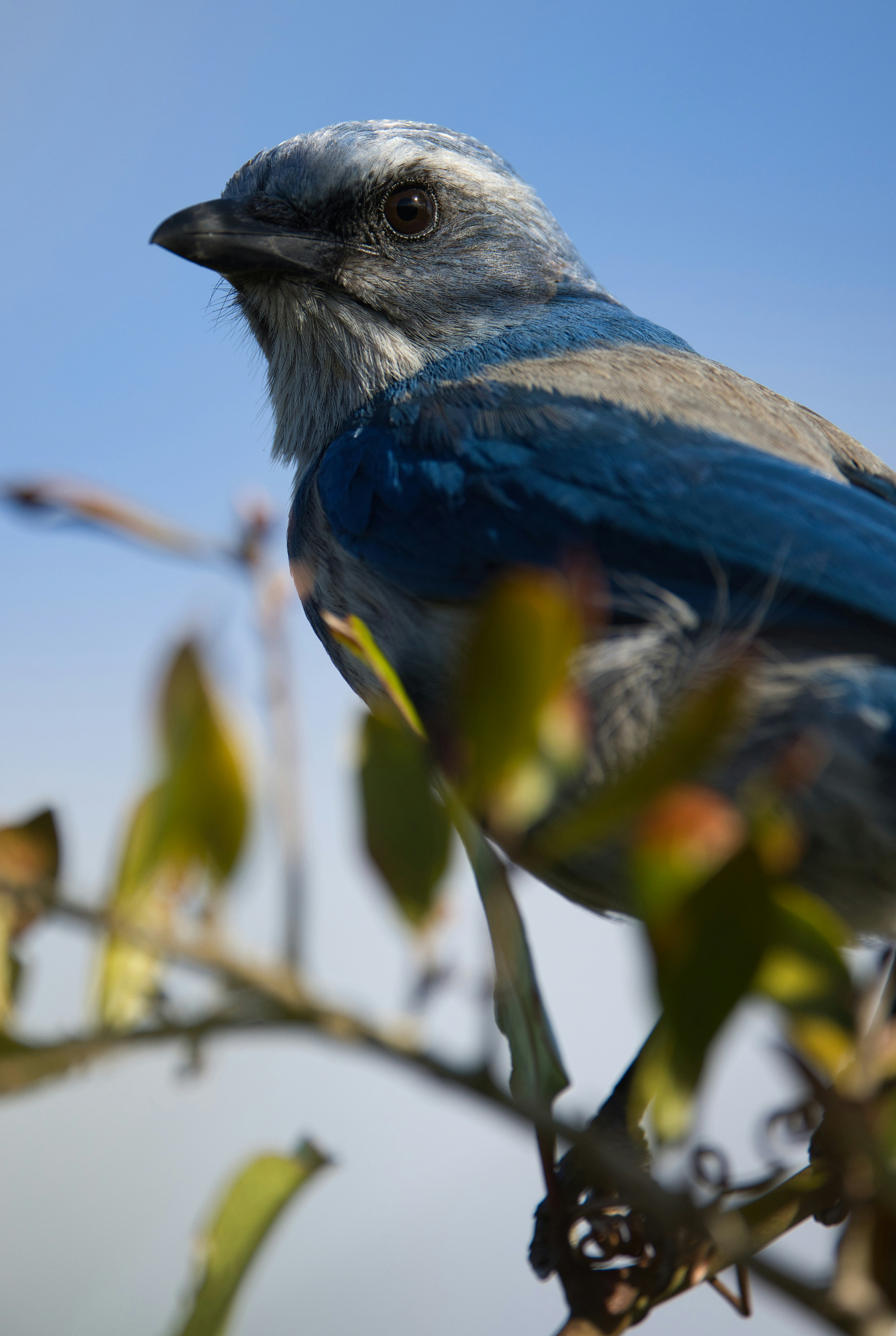 Eye in Focus: Close-Up Portrait of a Blue Jay on a Sunlit Branch