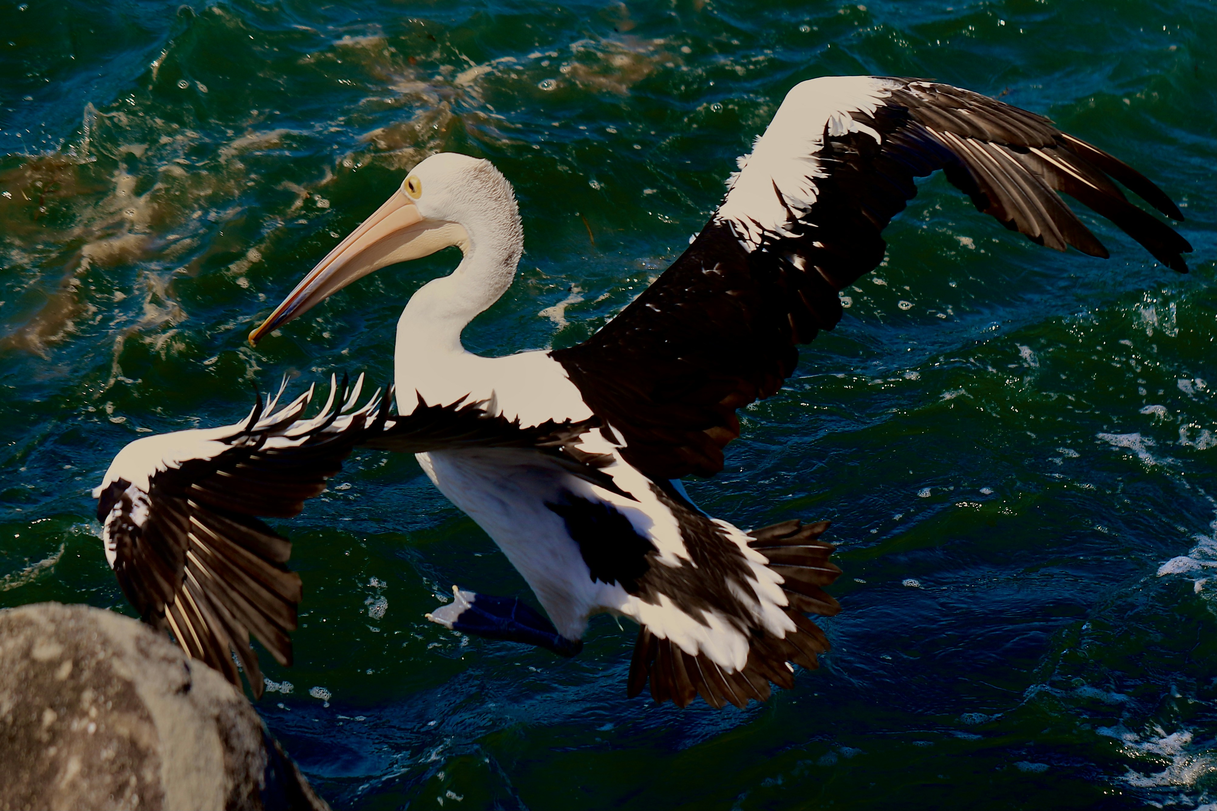 Pelican in Full Wing Span Over Turquoise Seas