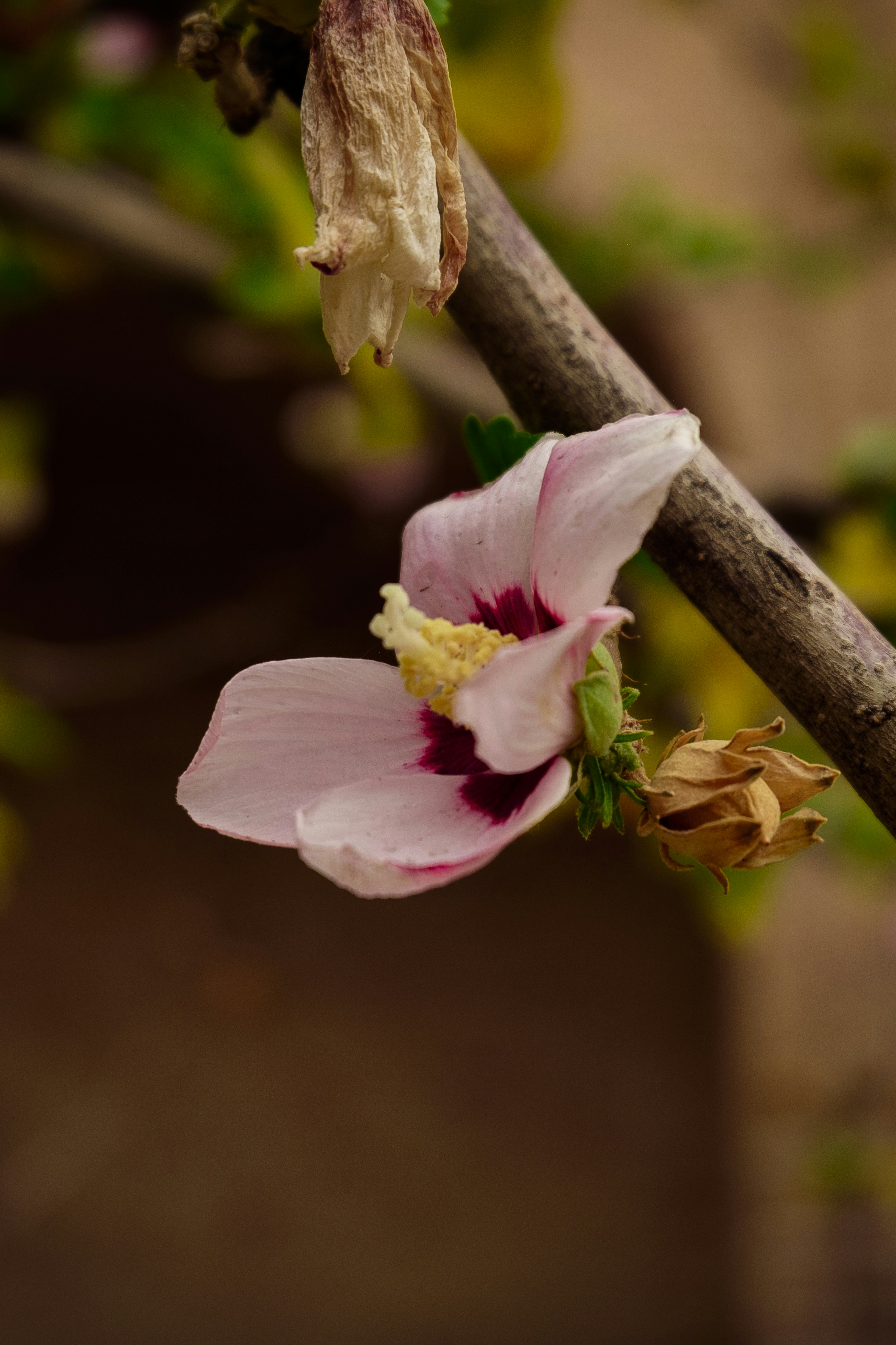 Blush Hibiscus on a Weathered Stem: a delicate bloom against a muted backdrop